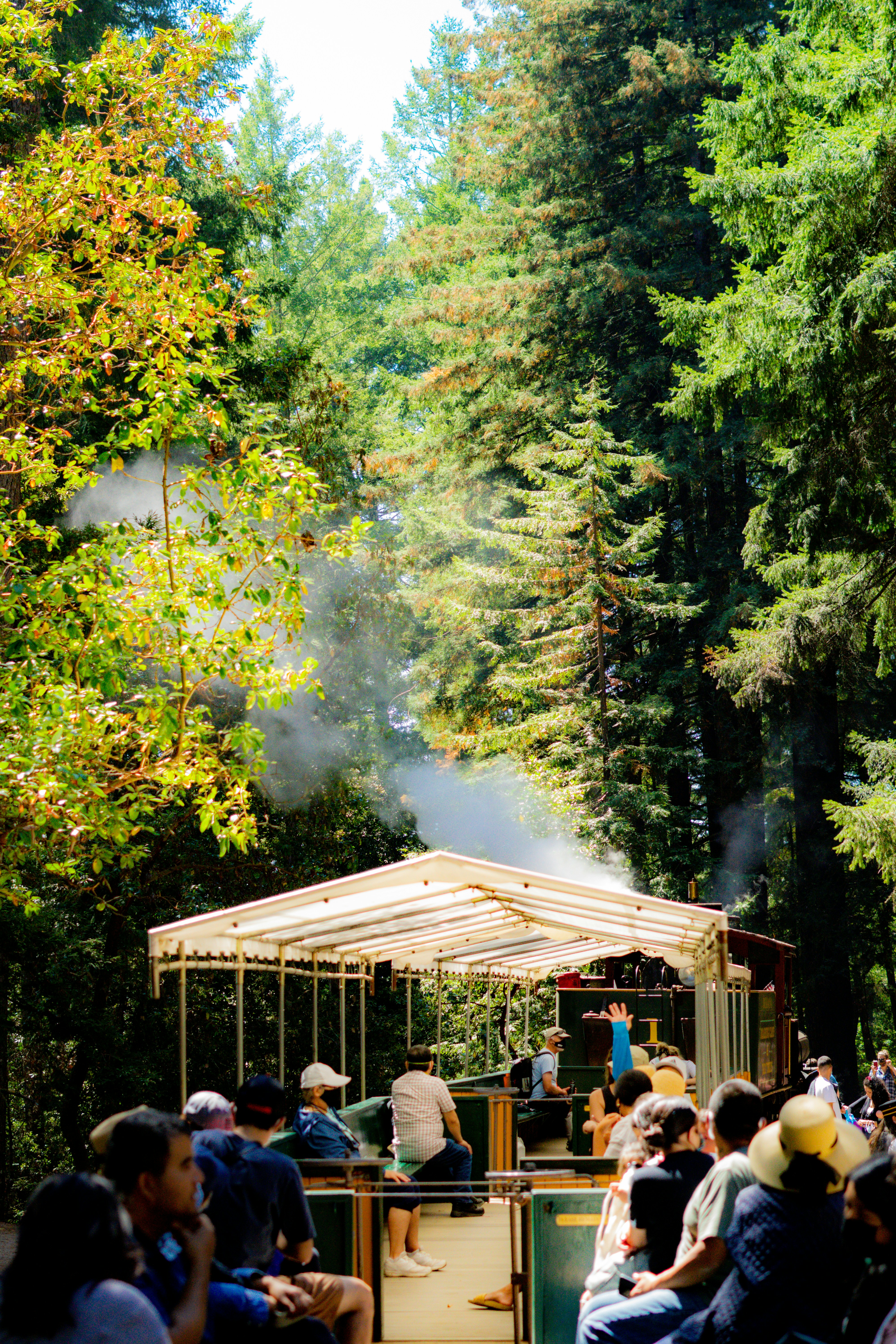 Forest Train Picnic: A Steam-Powered Carriage Through Dappled Pines