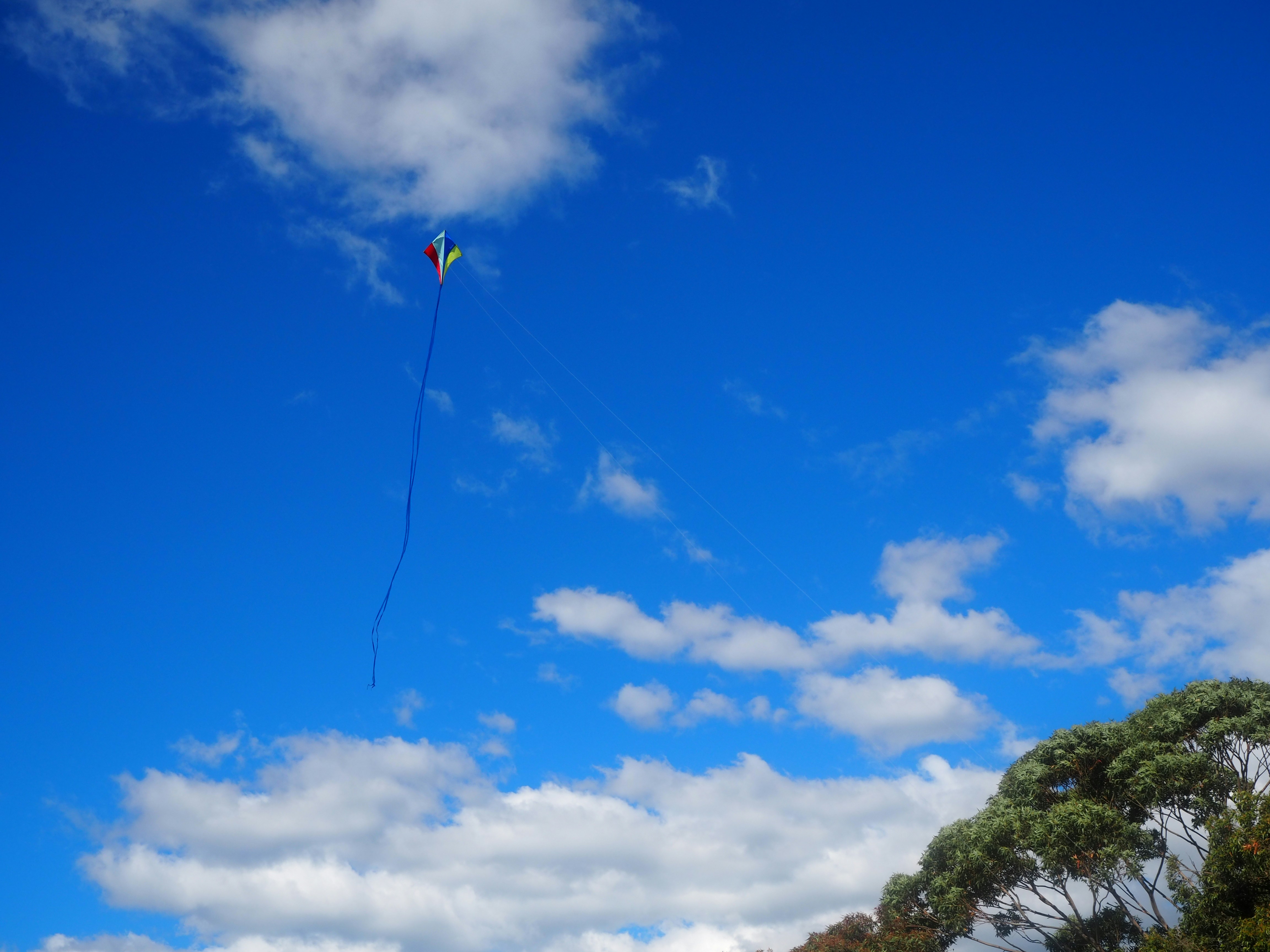 Kite Soaring Under a Crisp Blue Sky