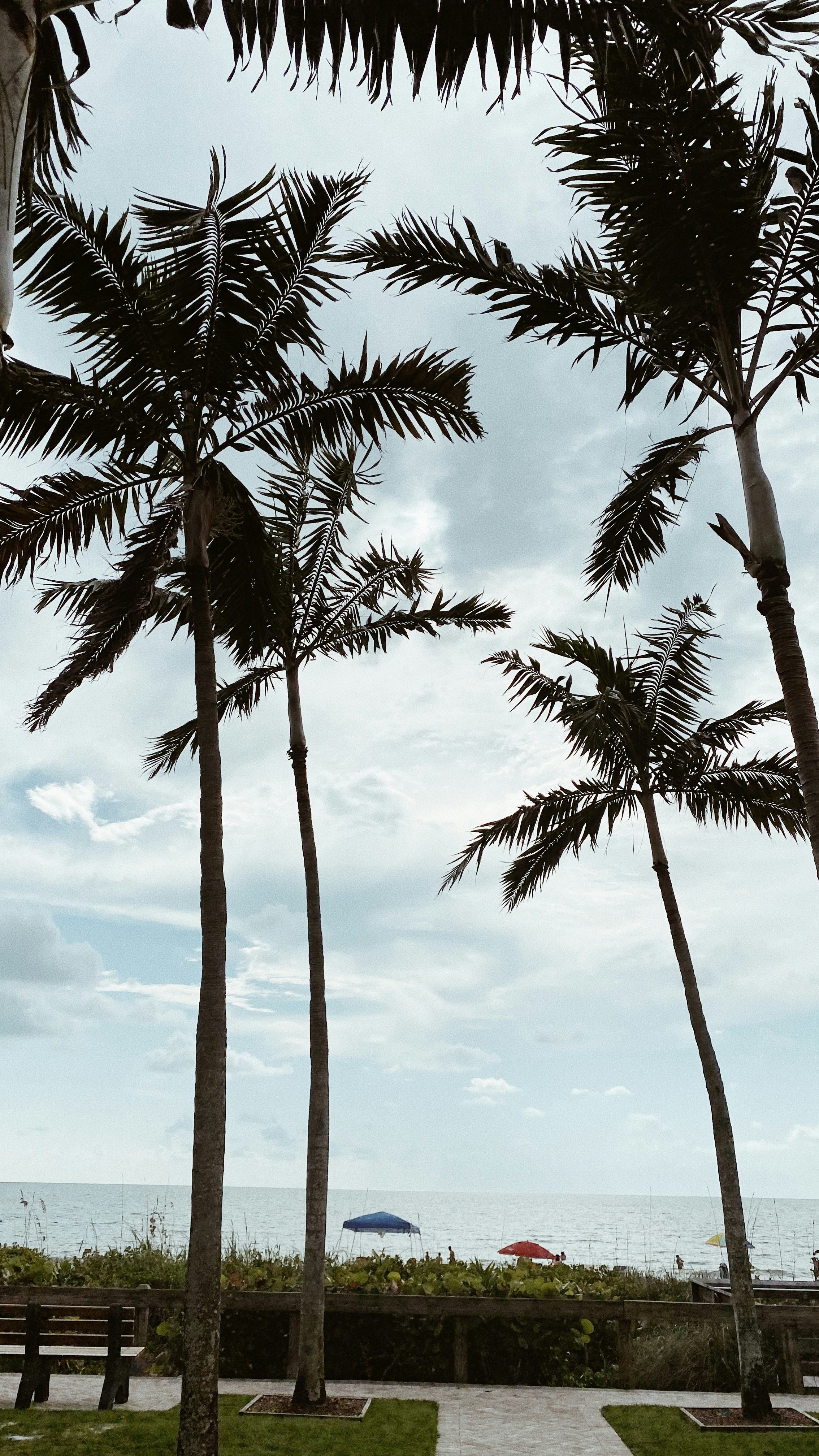 Palm trees frame a tranquil beach scene with colorful umbrellas dotting the shoreline under a cloudy sky.