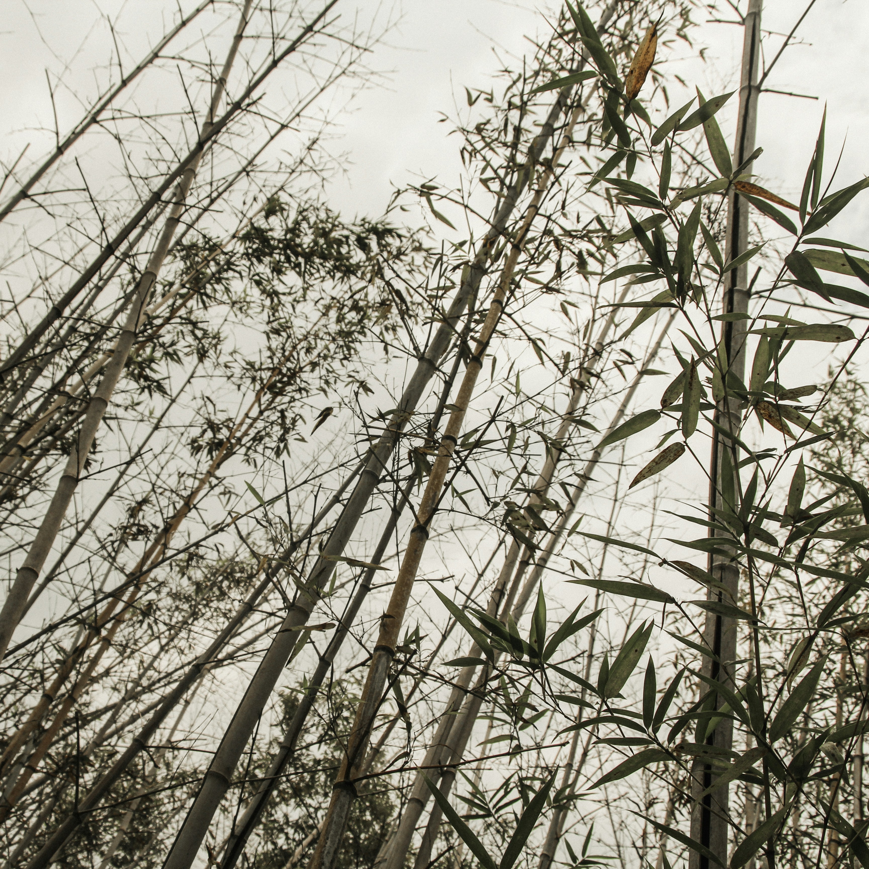 Brown leafless tree under white sky during daytime photo – Free Bamboo ...