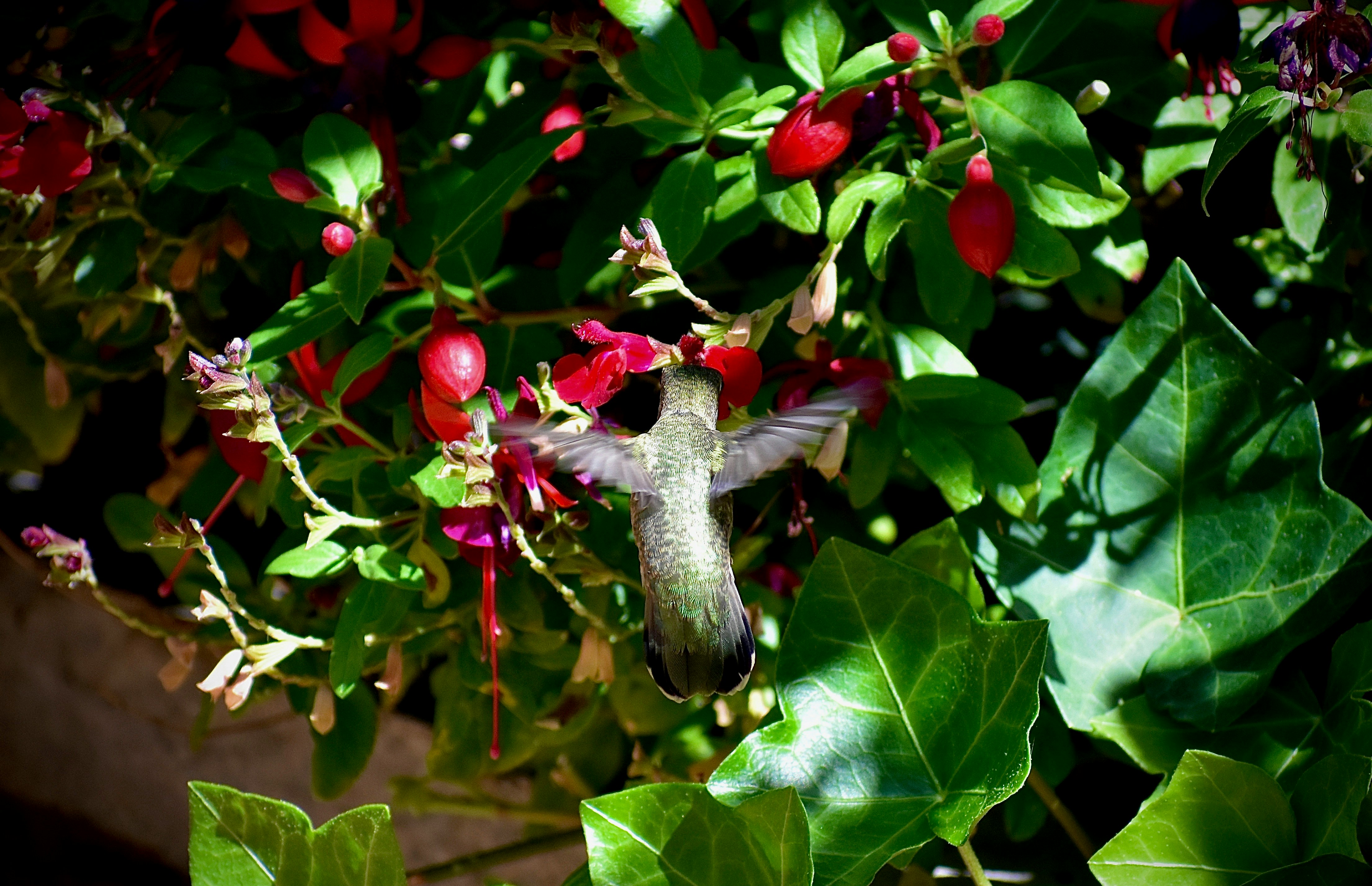 Hummingbird Pause Among Crimson Berries