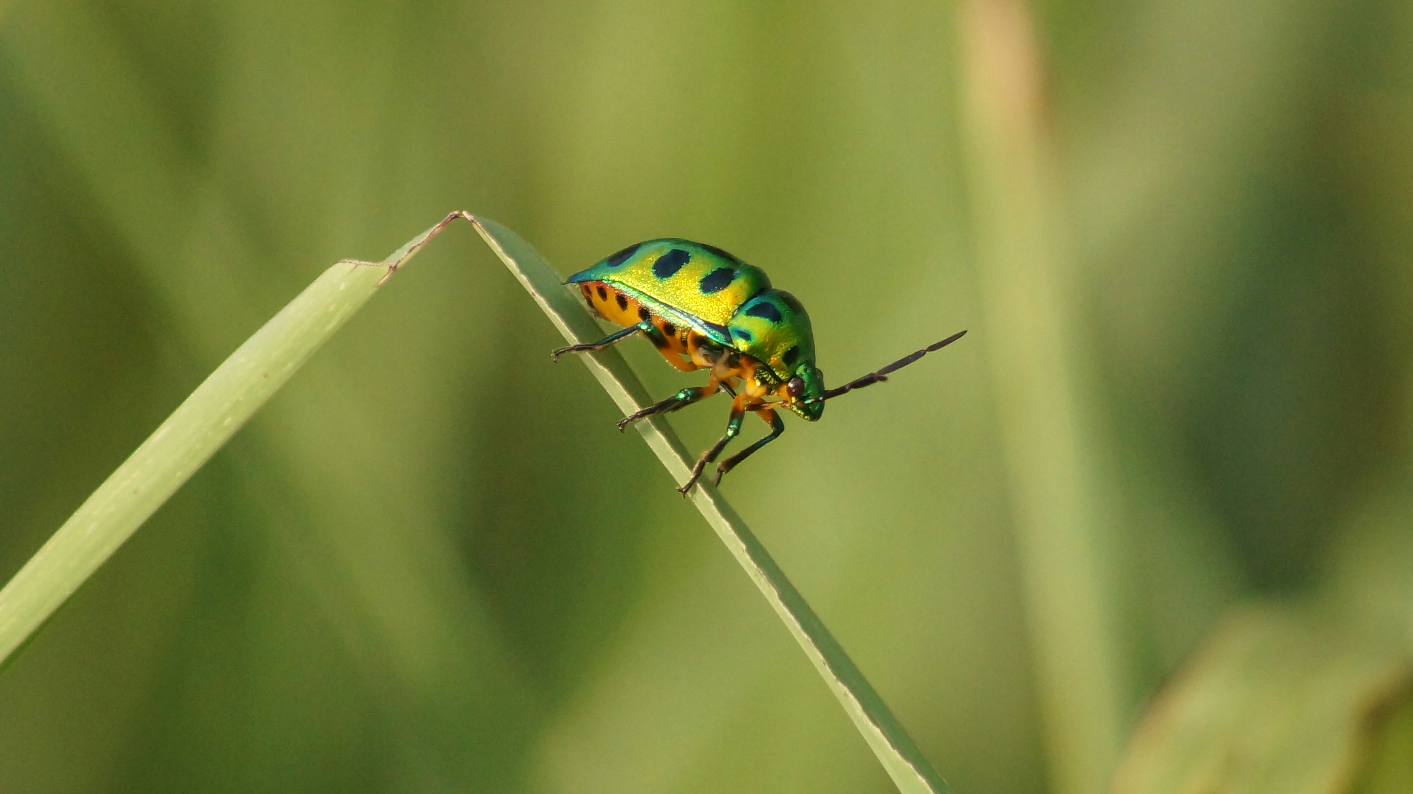 Macro photograph of a jewel-green beetle perched on a slender grass blade against a soft green background.