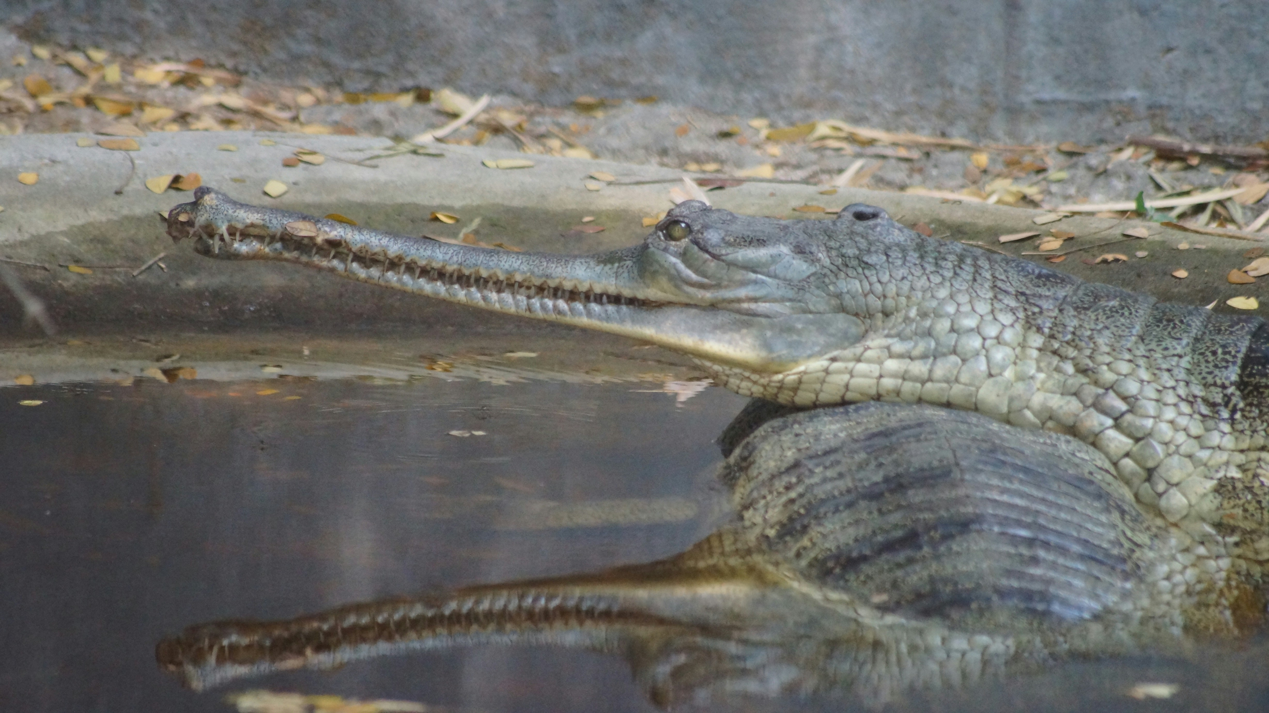 Low-angled gaze: crocodile's stillness at the water's edge