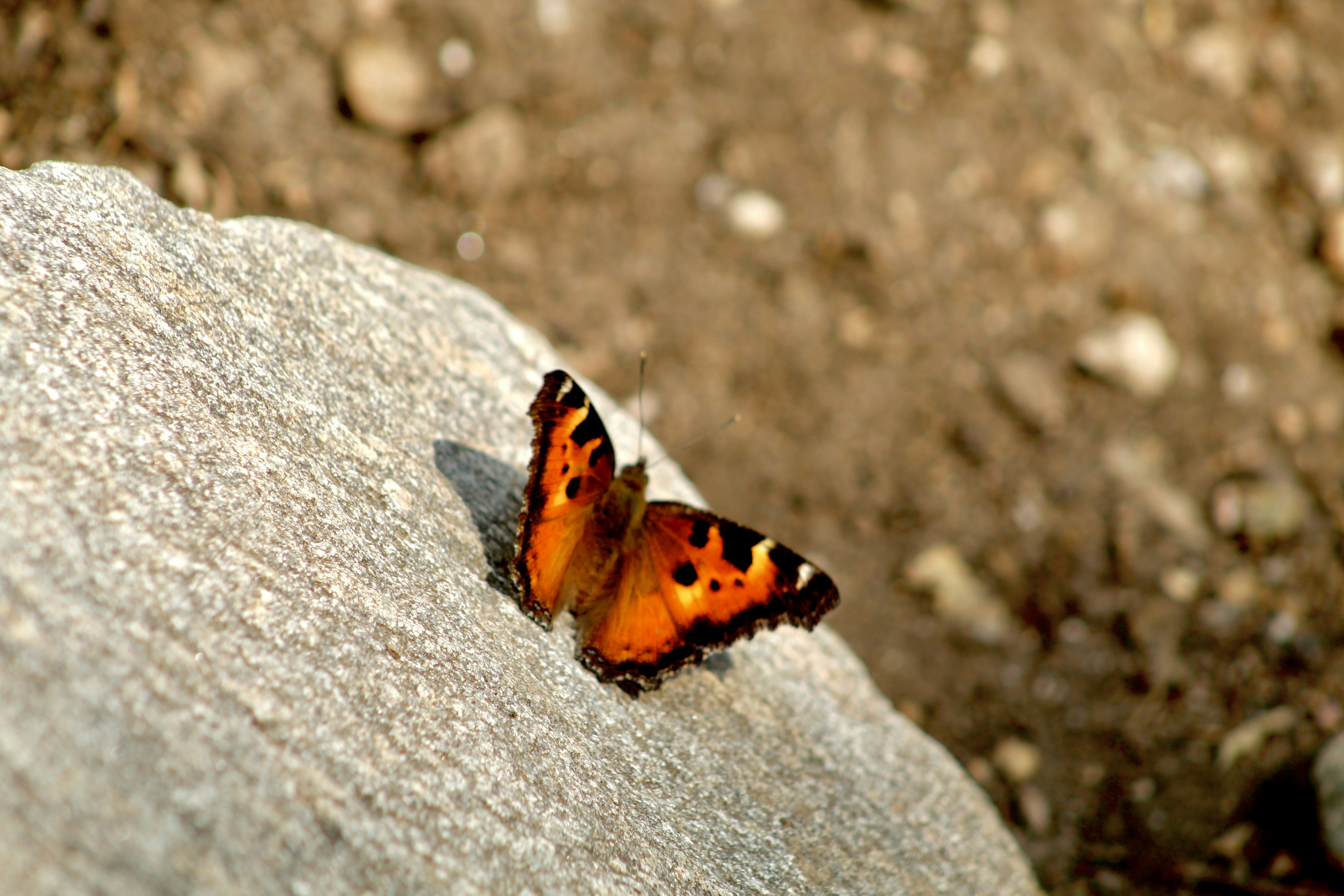 Crimson Wings on Weathered Granite