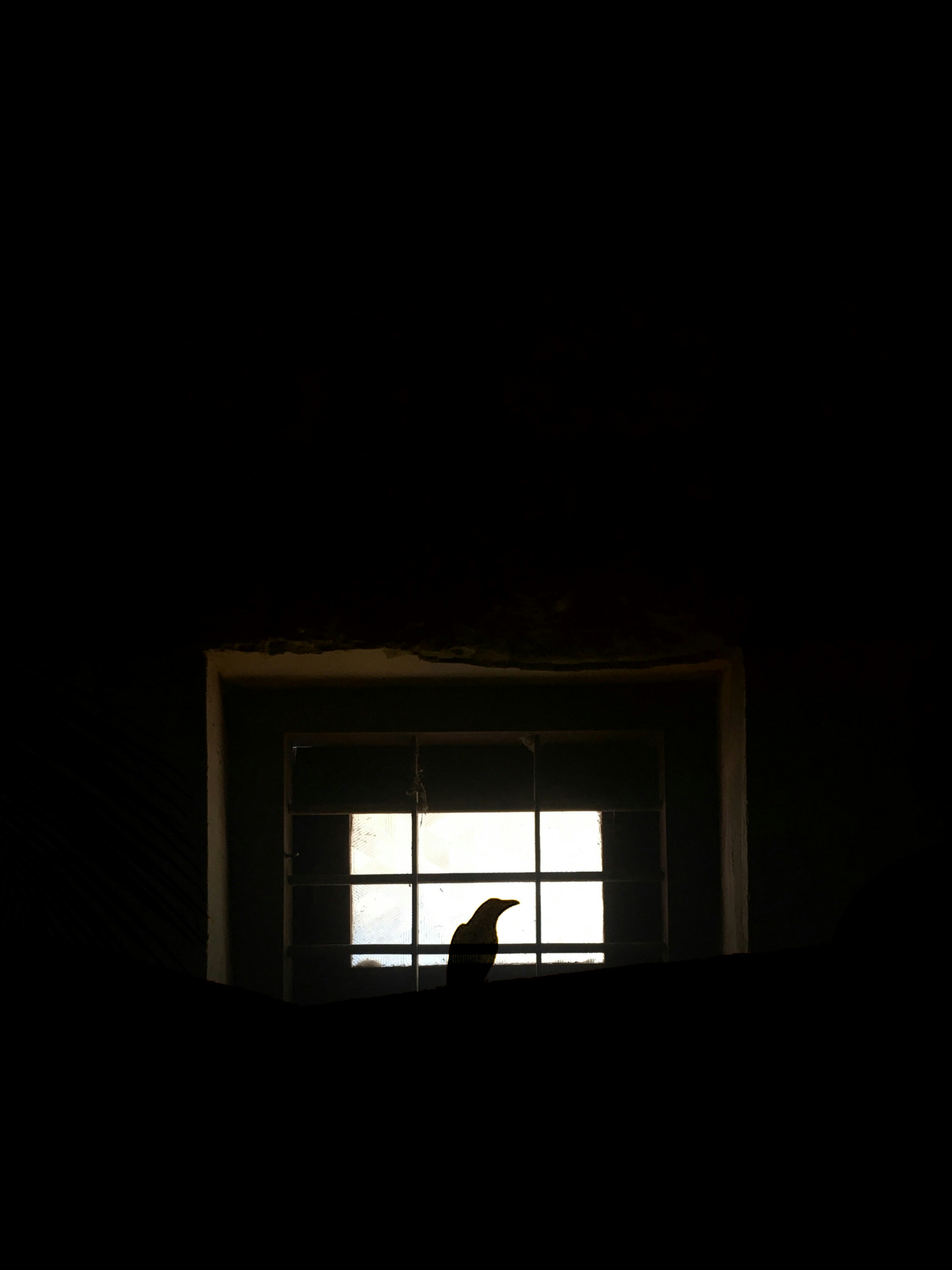 Silhouette of a bird perched on a ledge, framed by a dimly lit window in a shadowy environment.