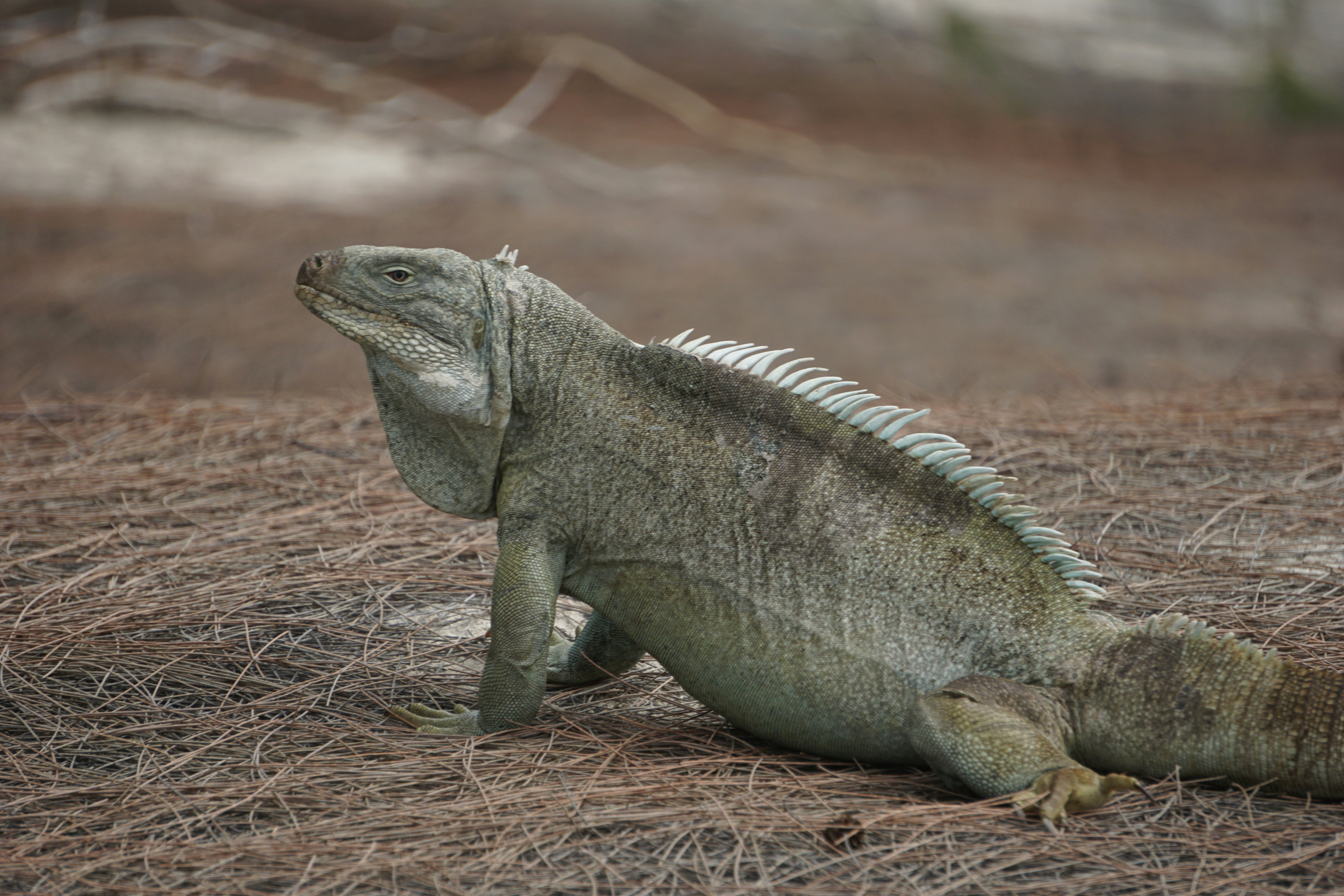 Pine-Needle Patrol: A Land Iguana Rests on a Textured Bed