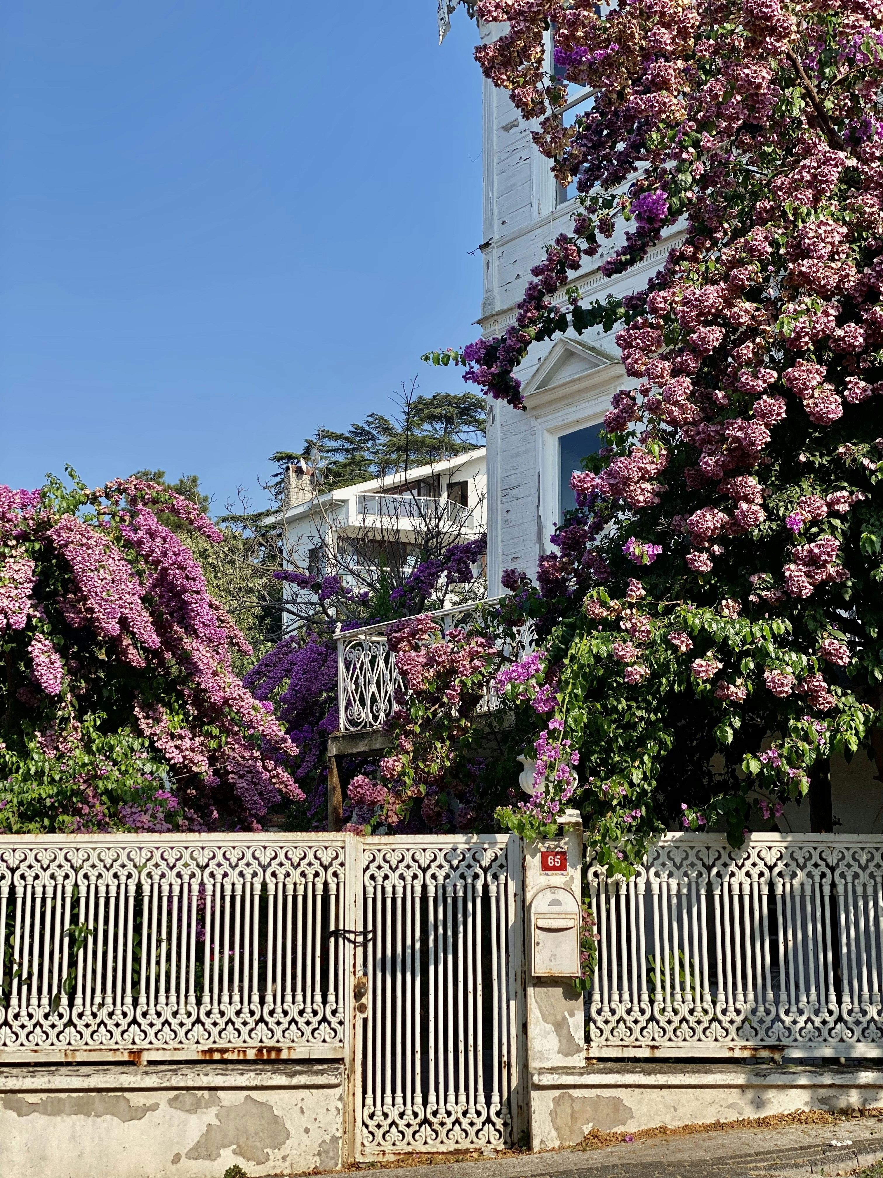 Bougainvillea vines cascade over a decorative gate, framing a charming white house under a clear blue sky.