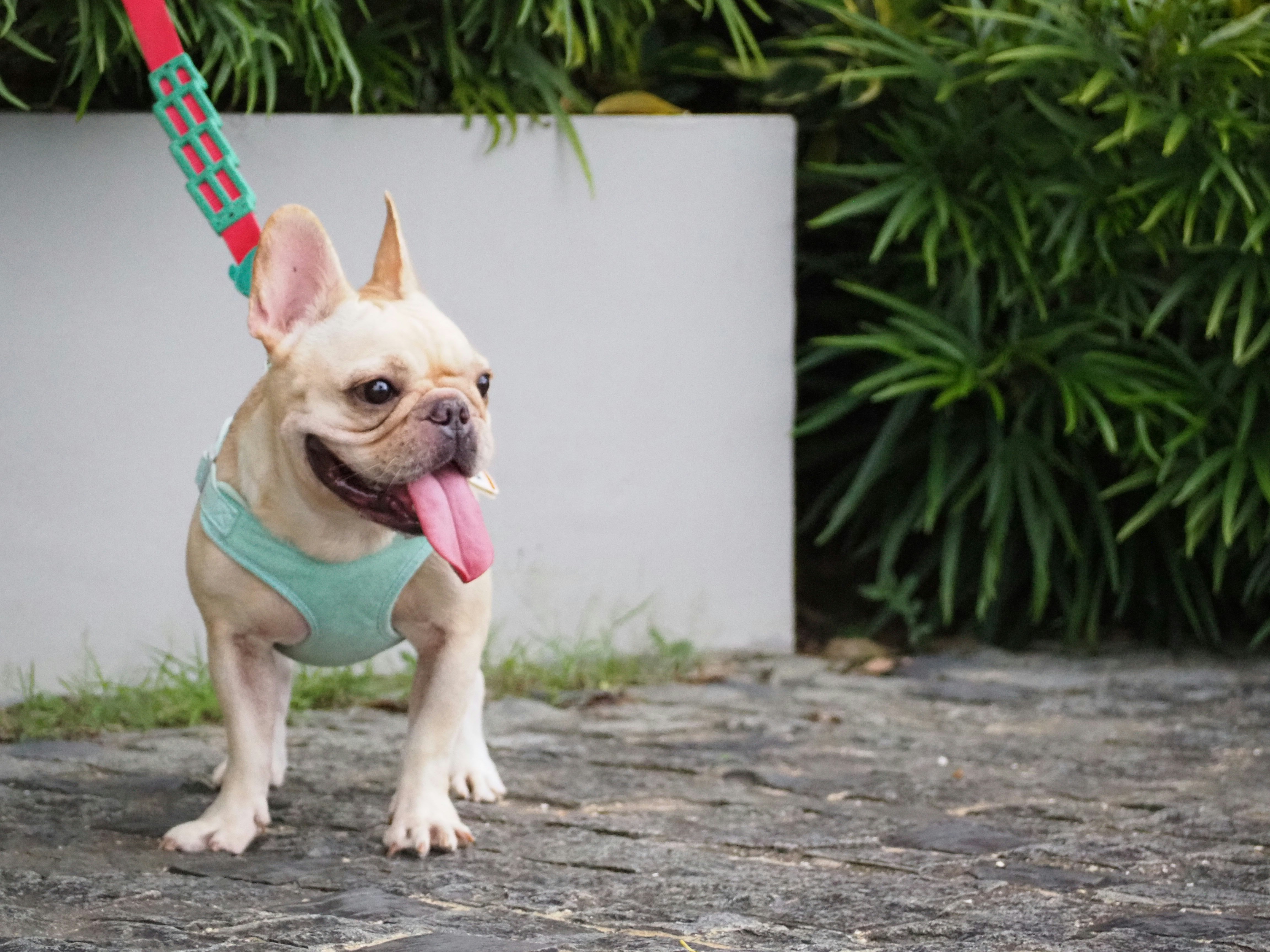 Teal Harness, Pink Tongue: A Confident French Bulldog on a Sunlit Leash Walk