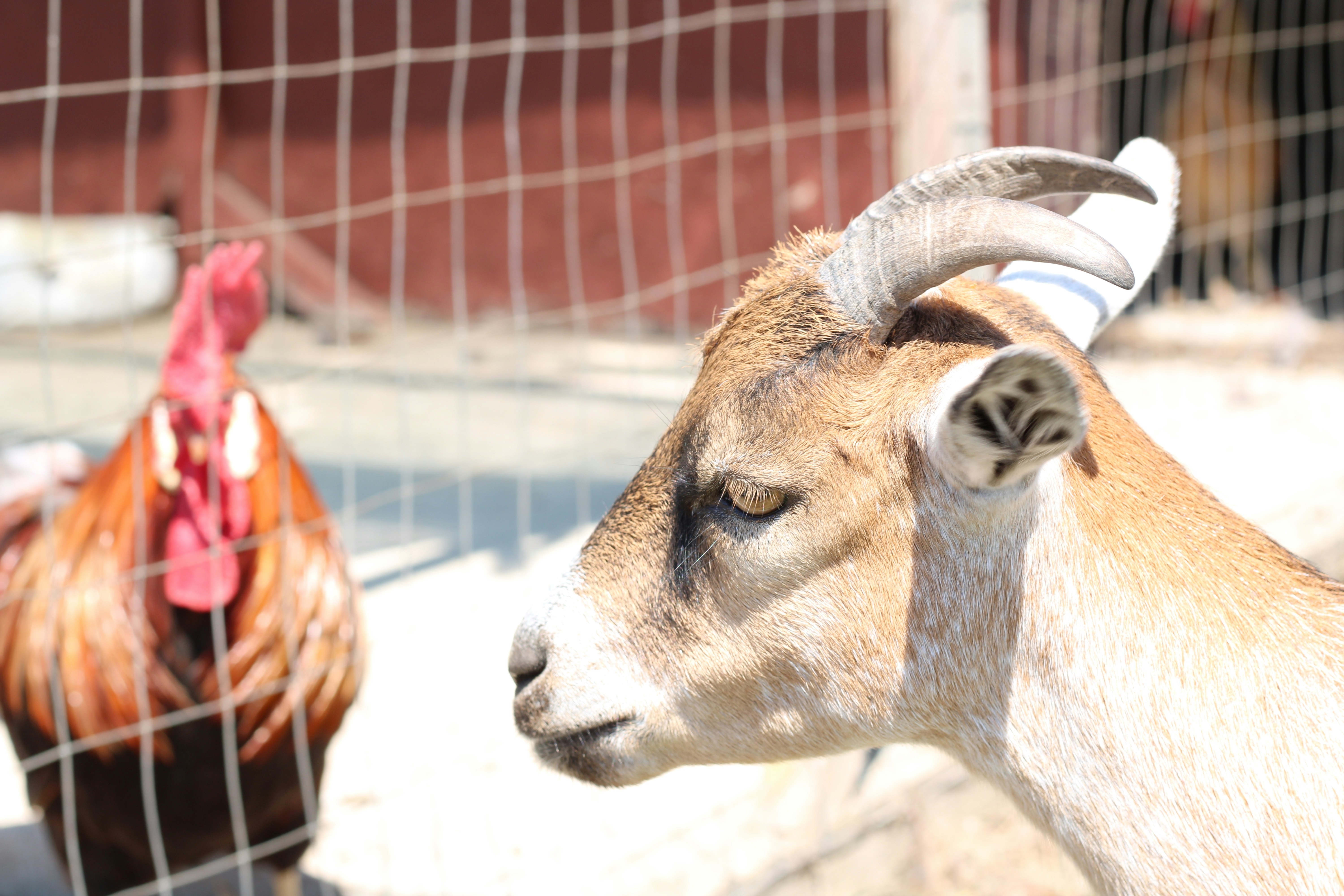 Grazing on the Edge: A Goat’s Quiet Gaze Beyond the Farm Fence