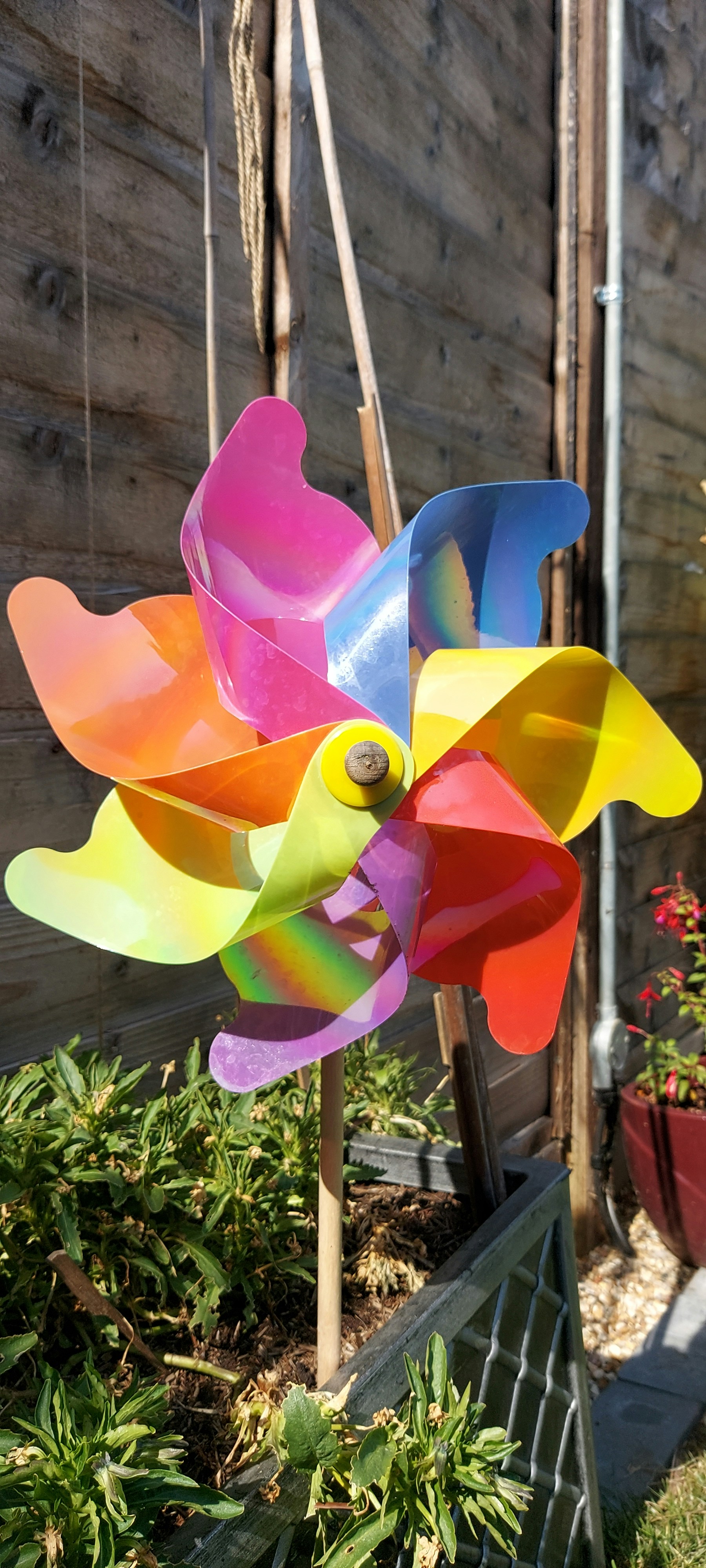 Vibrant pinwheel spinning in a garden, surrounded by lush greenery and wooden backdrop.