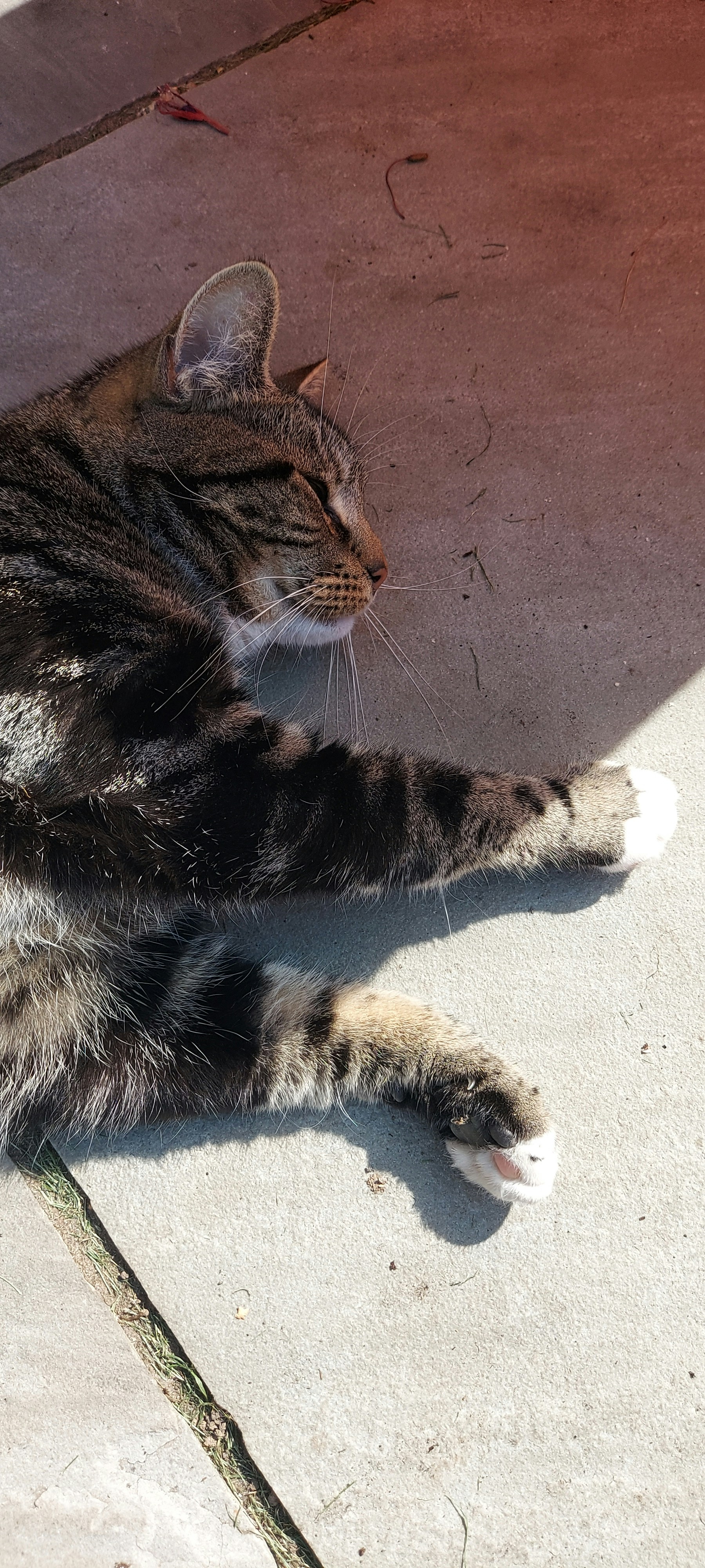 A tabby cat naps along sun-warmed concrete slabs, its whiskers catching the light as shadow lines drift over its fur.