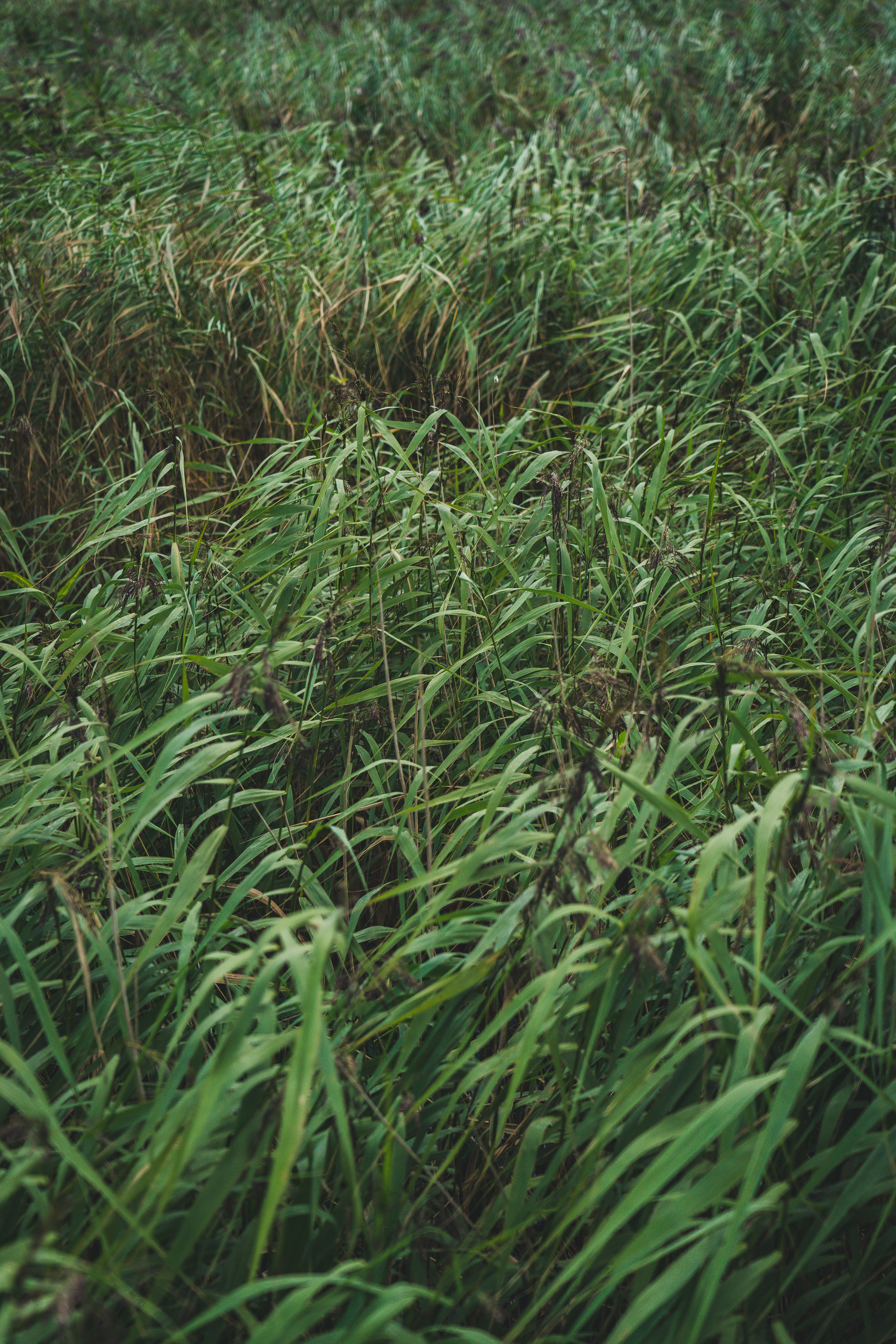 Lush green grasses sway gently in a natural habitat, creating a textured landscape filled with depth and movement.
