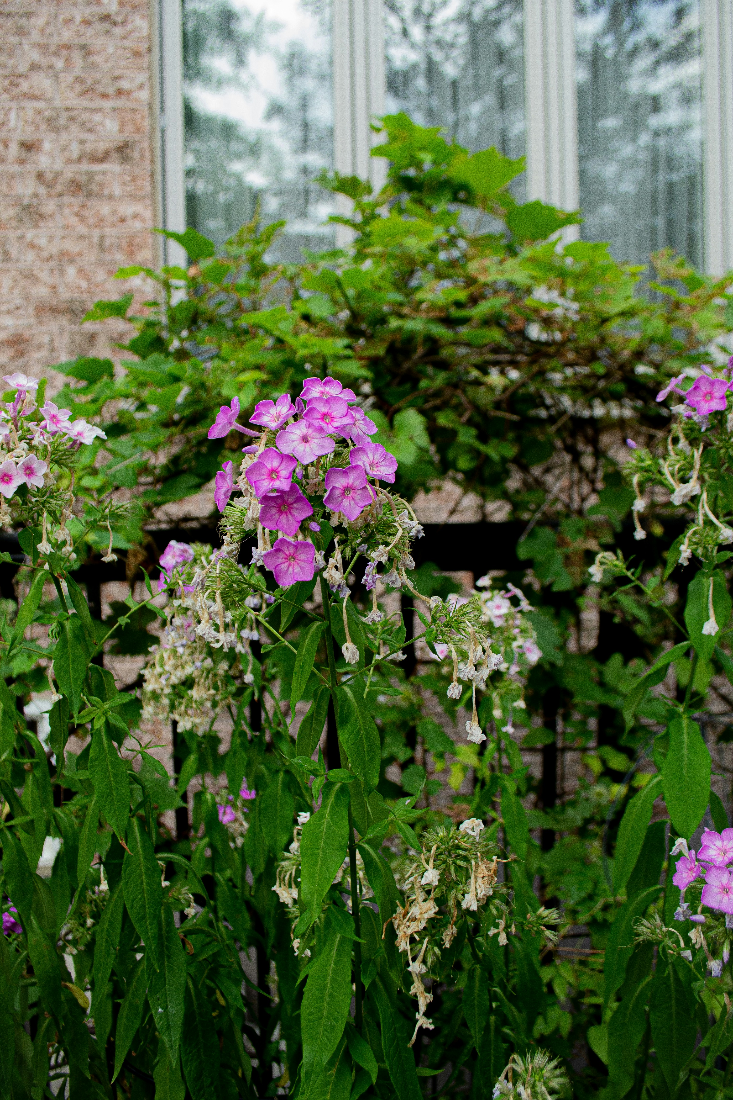 Vibrant pink flowers stand tall against a backdrop of lush greenery and a textured wall, showcasing nature's beauty amidst urban life.
