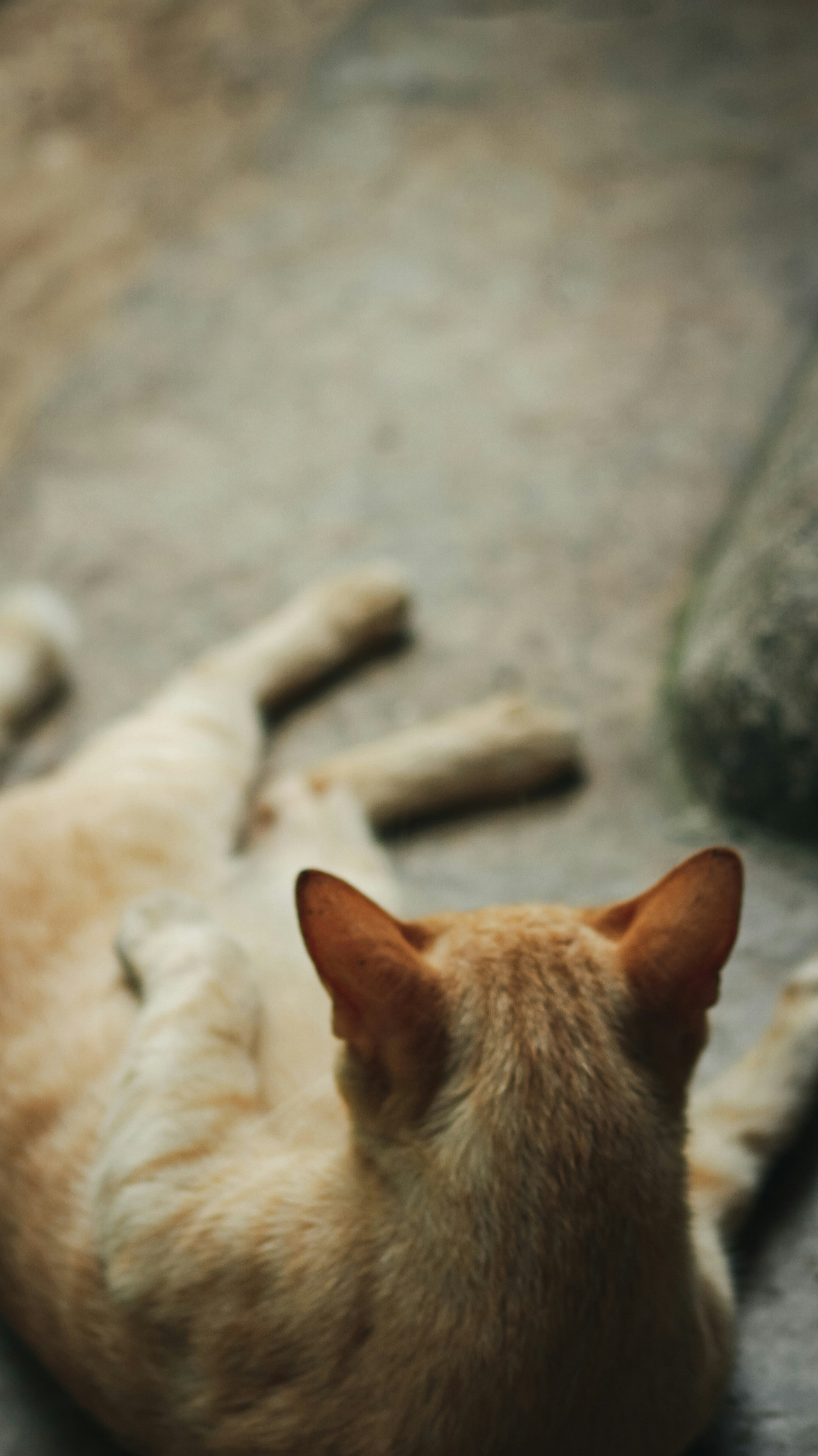 A relaxed orange cat lounging on a textured surface, showcasing its serene posture and soft fur. The focus is on the cat's ears and back, highlighting its peaceful demeanor.