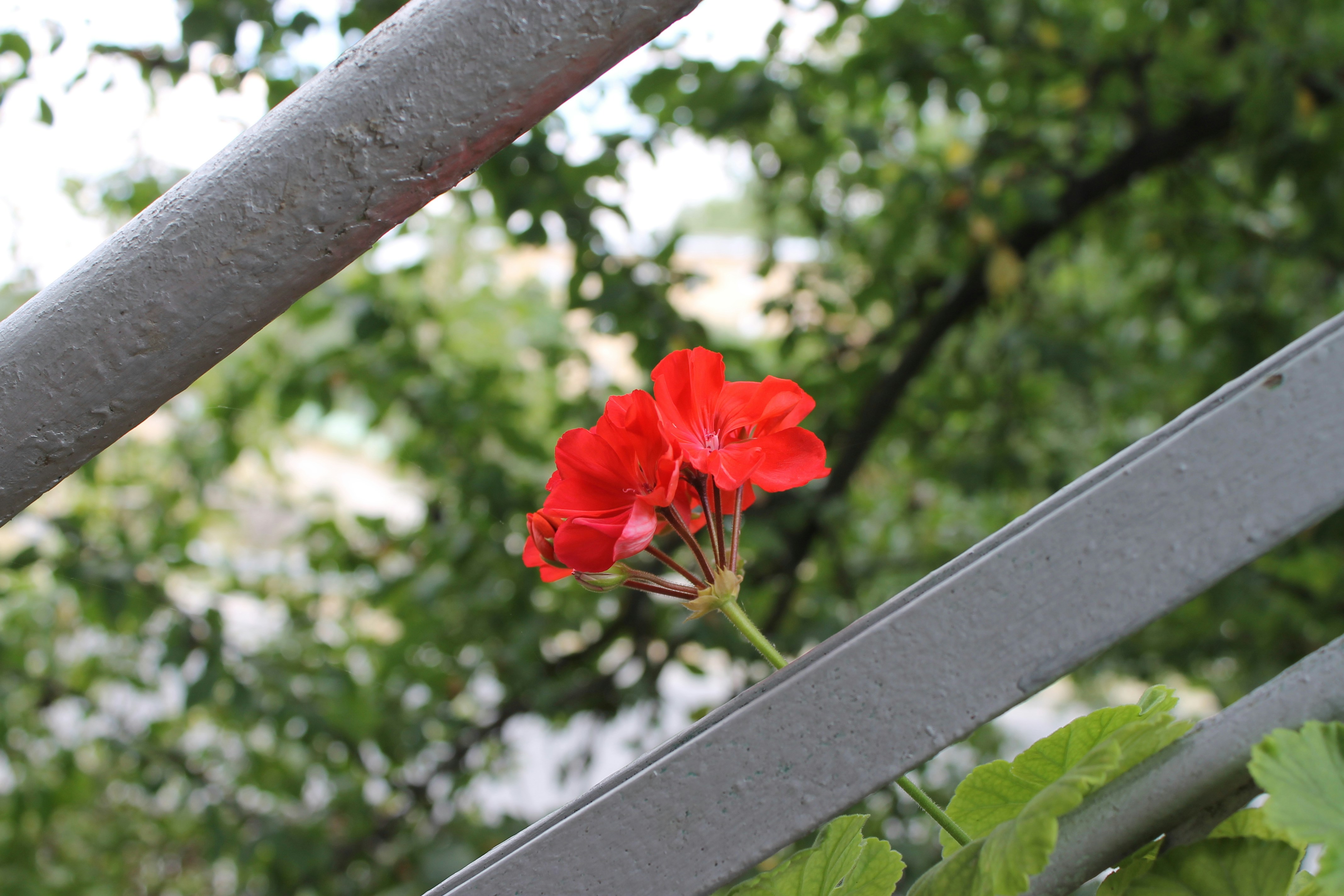 red flower in tilt shift lens