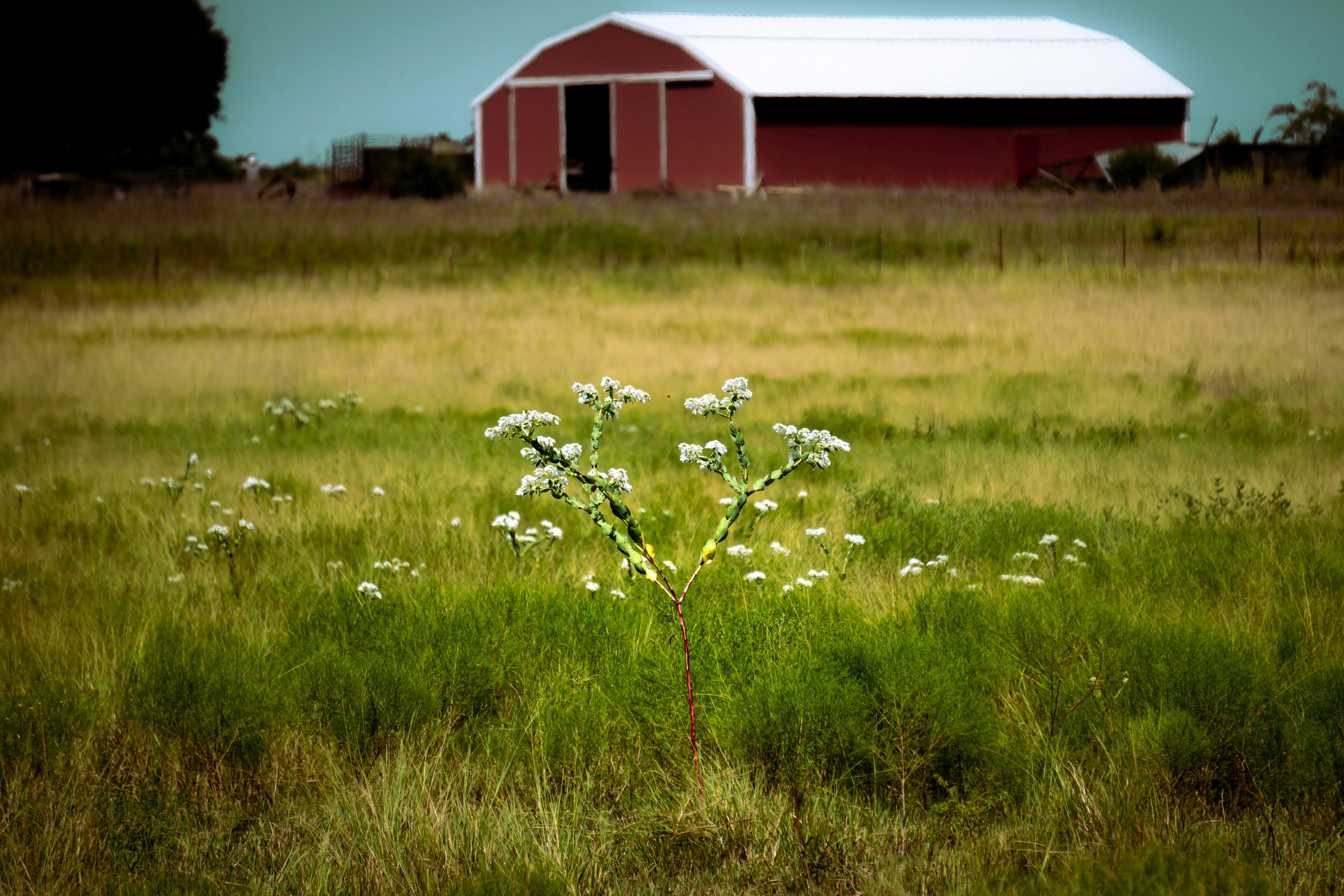 Lone Wildflower Before a Red Barn: A Quiet Field Portrait
