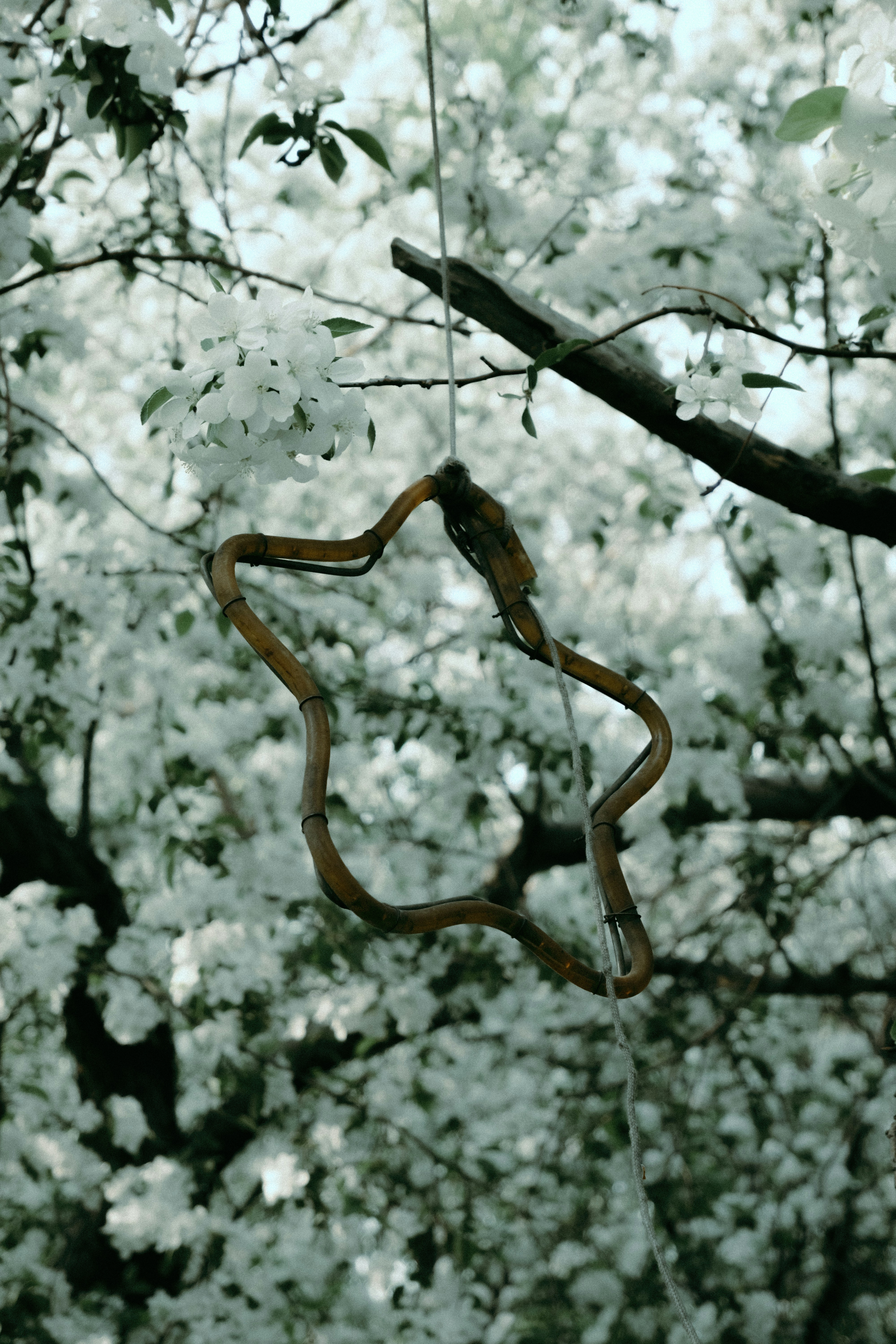 brown tree branch with green leaves during daytime