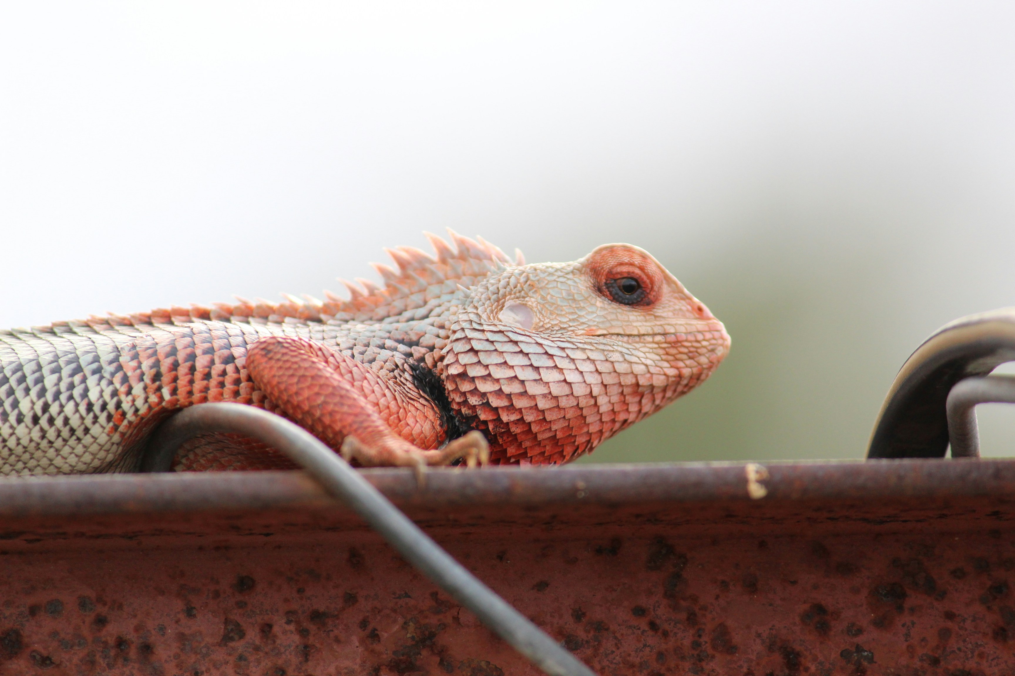 Profile of a Bearded Dragon Against a Rusted Metal Ledge