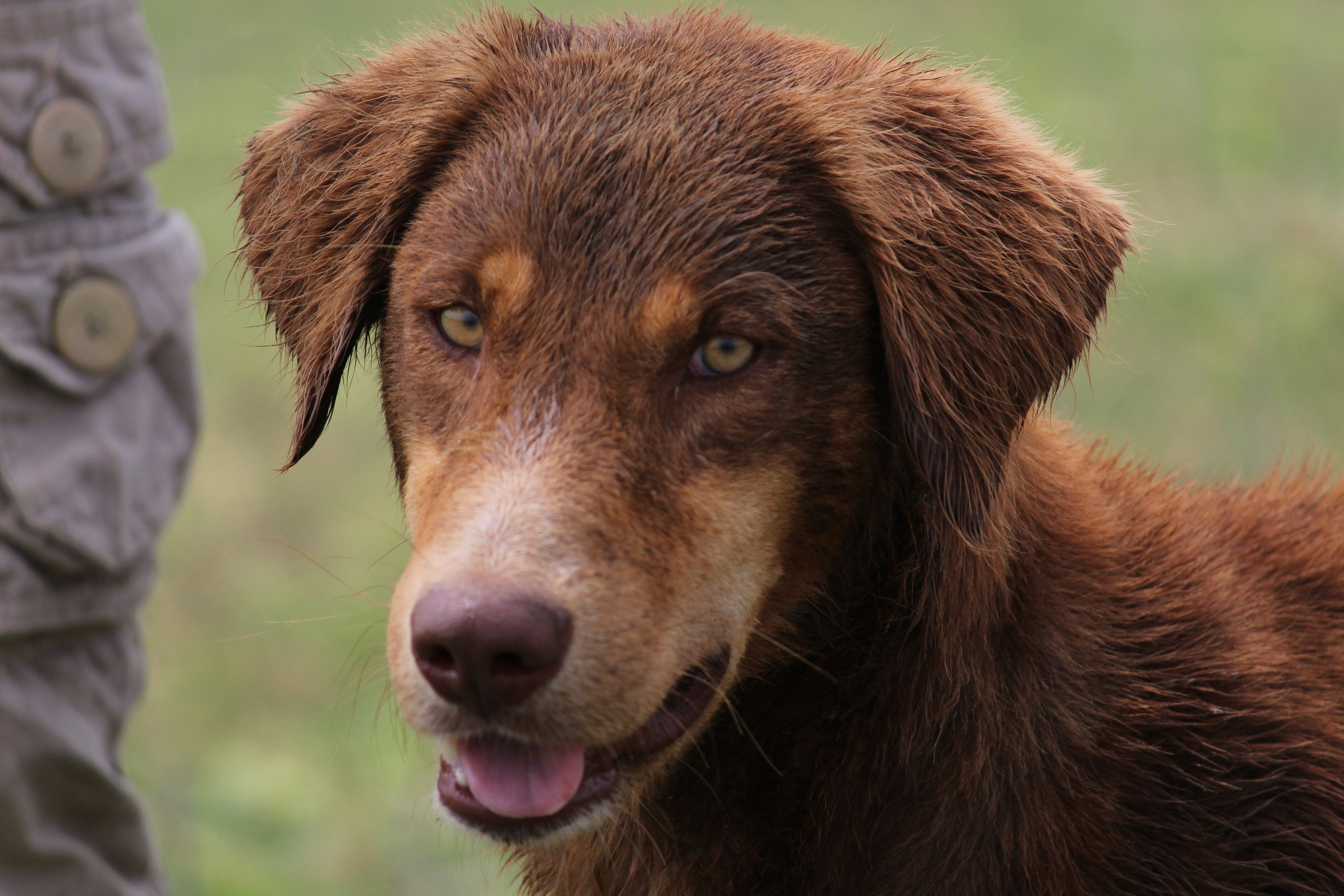 Amber-Eyed Hound in a Sunlit Field: a candid portrait