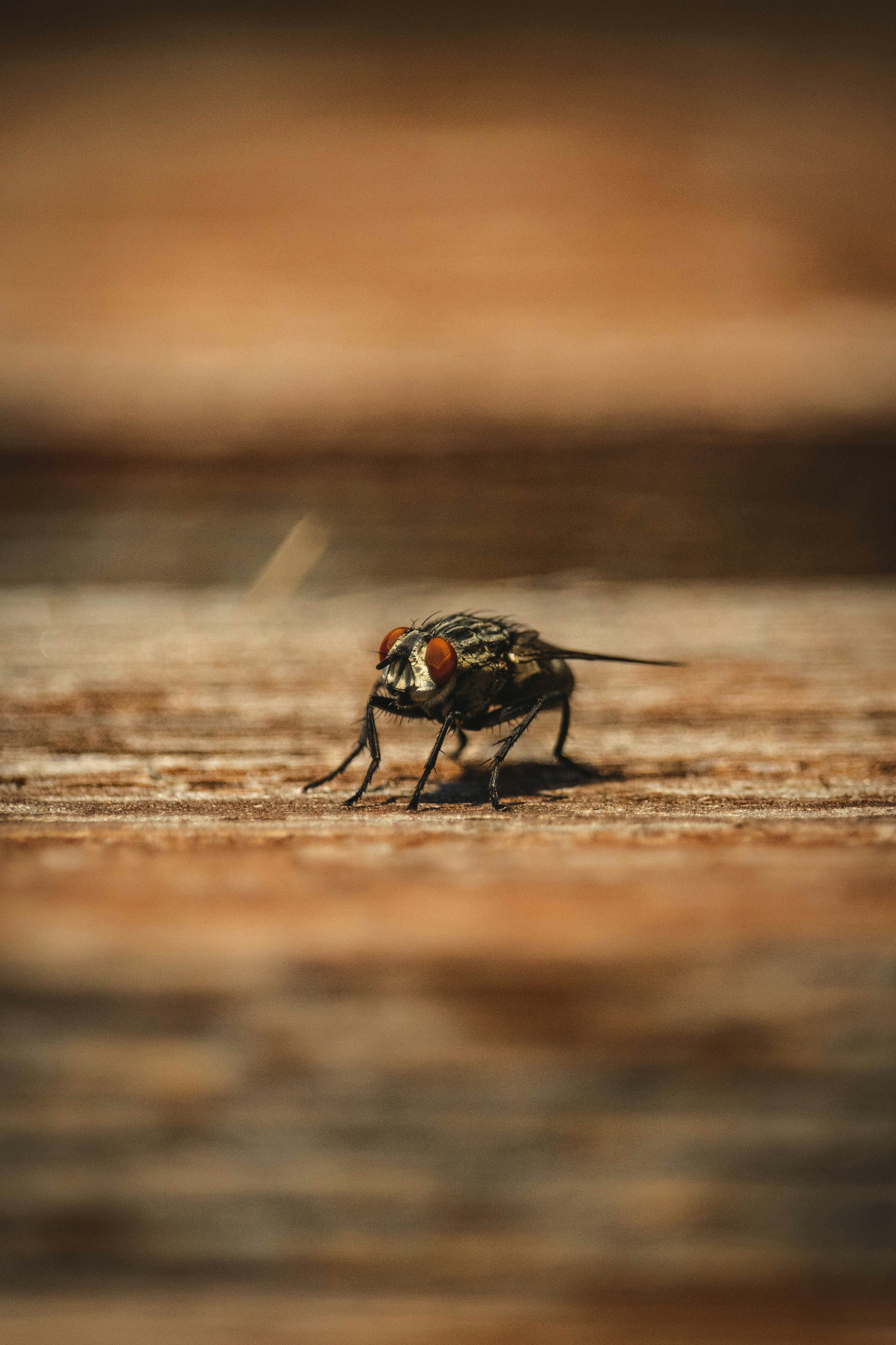 Black and red fly on brown wooden surface photo – Free Insect Image on ...
