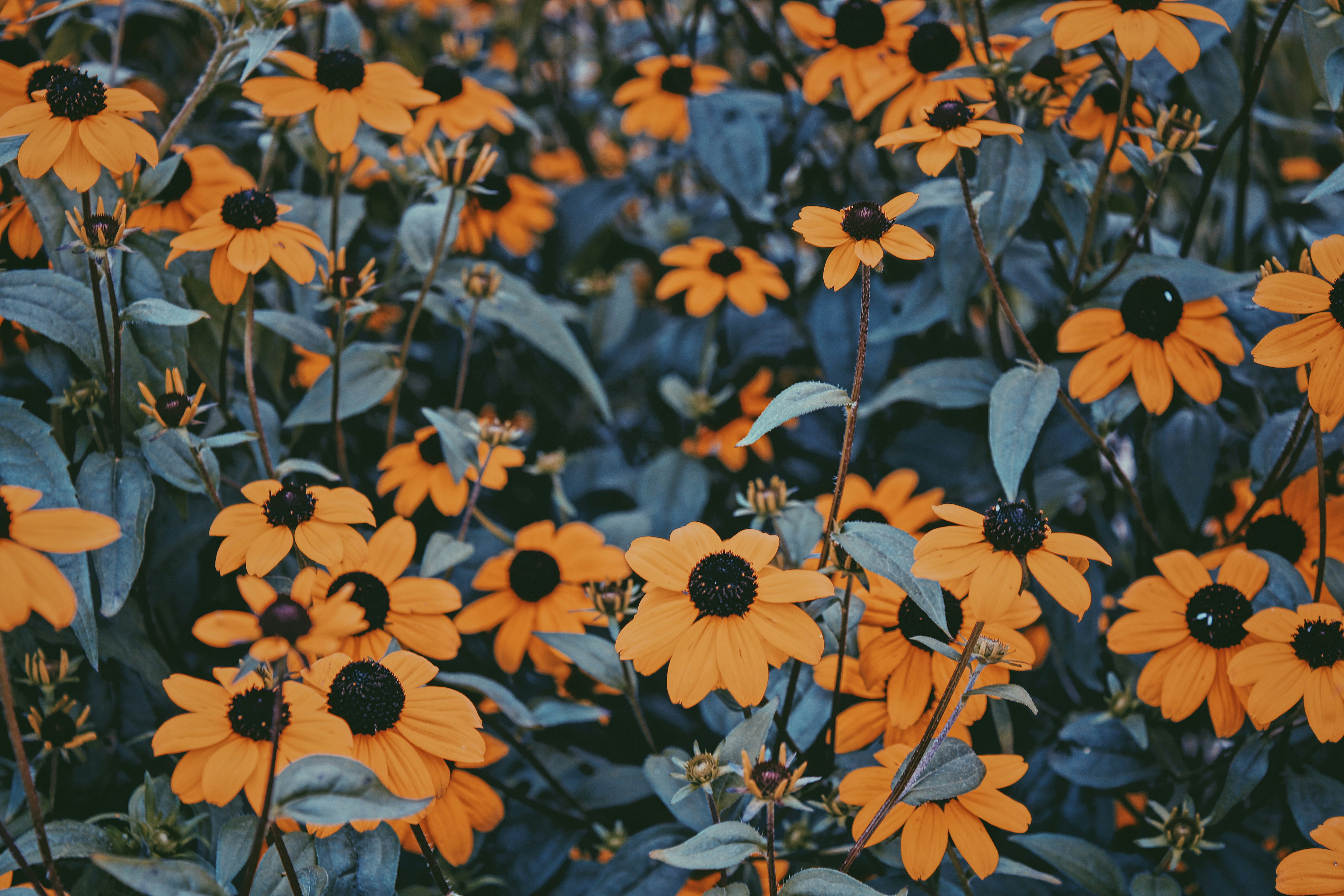 Sunlit Cinder Blooms: A Field of Orange-Black Daisies Dense with Color