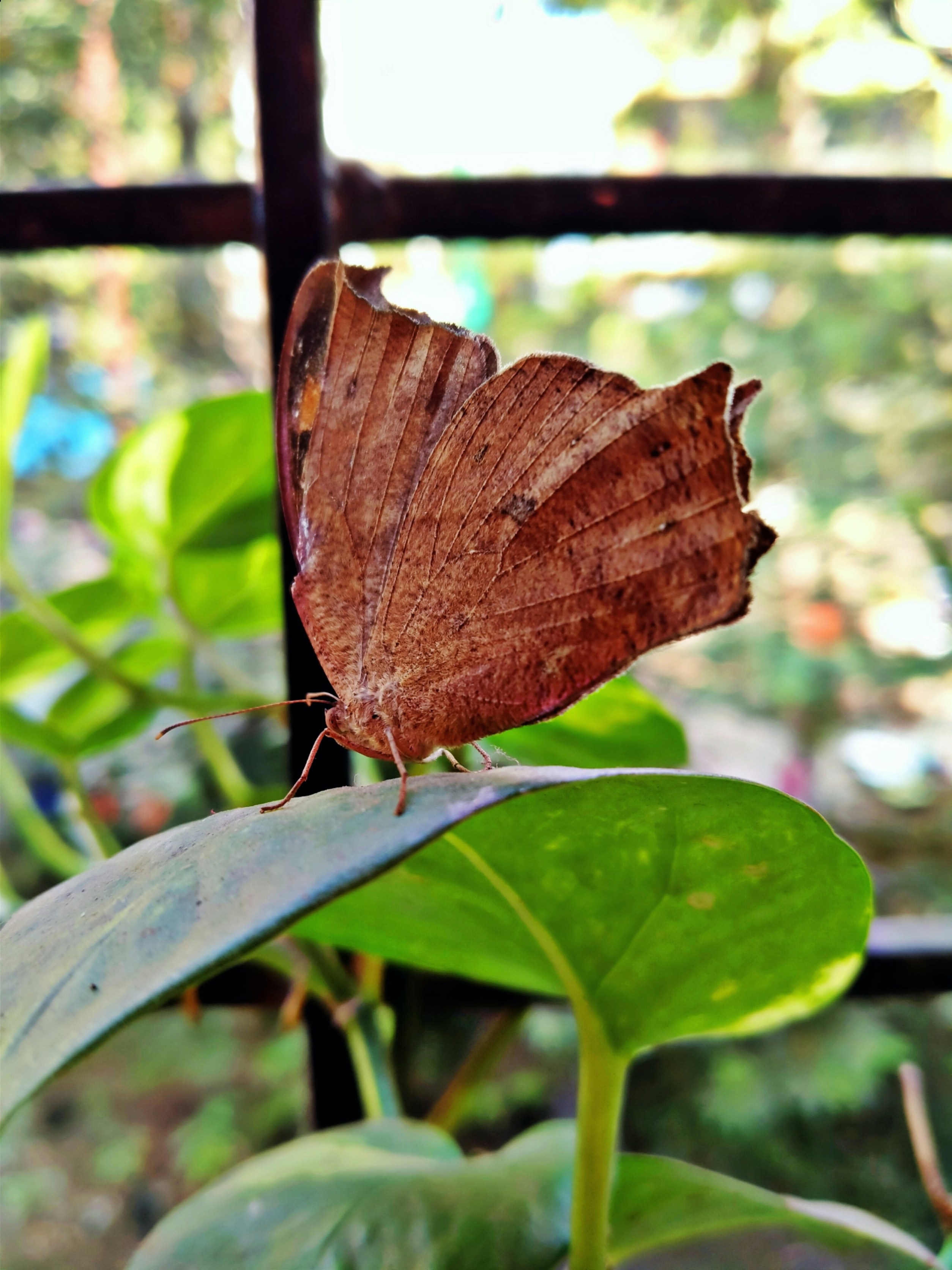 Brown Leafwing on a Green Canvas: A Window-Side Macro Moment