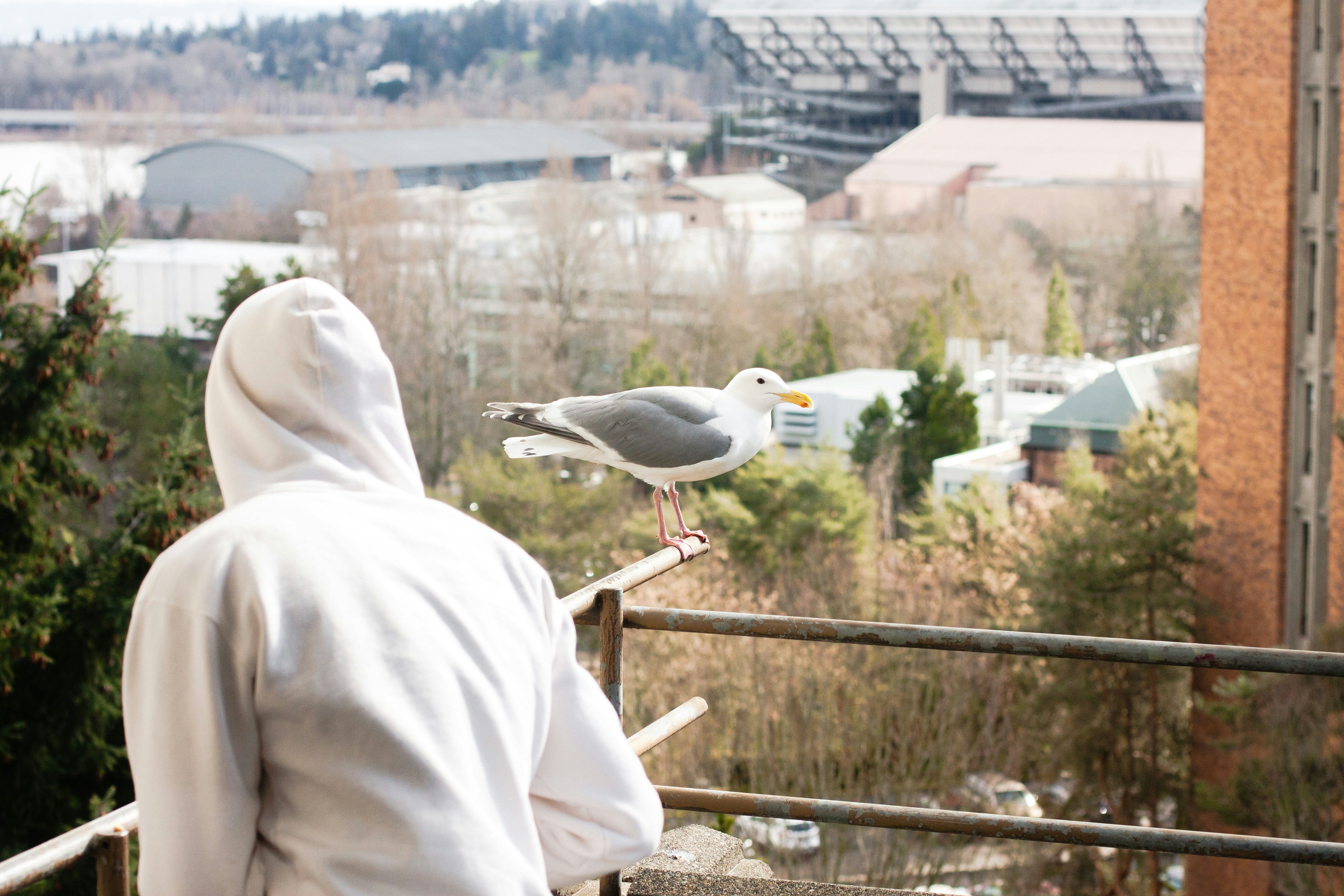 Seagull on a City Balcony: A Quiet Moment Above Rooftops