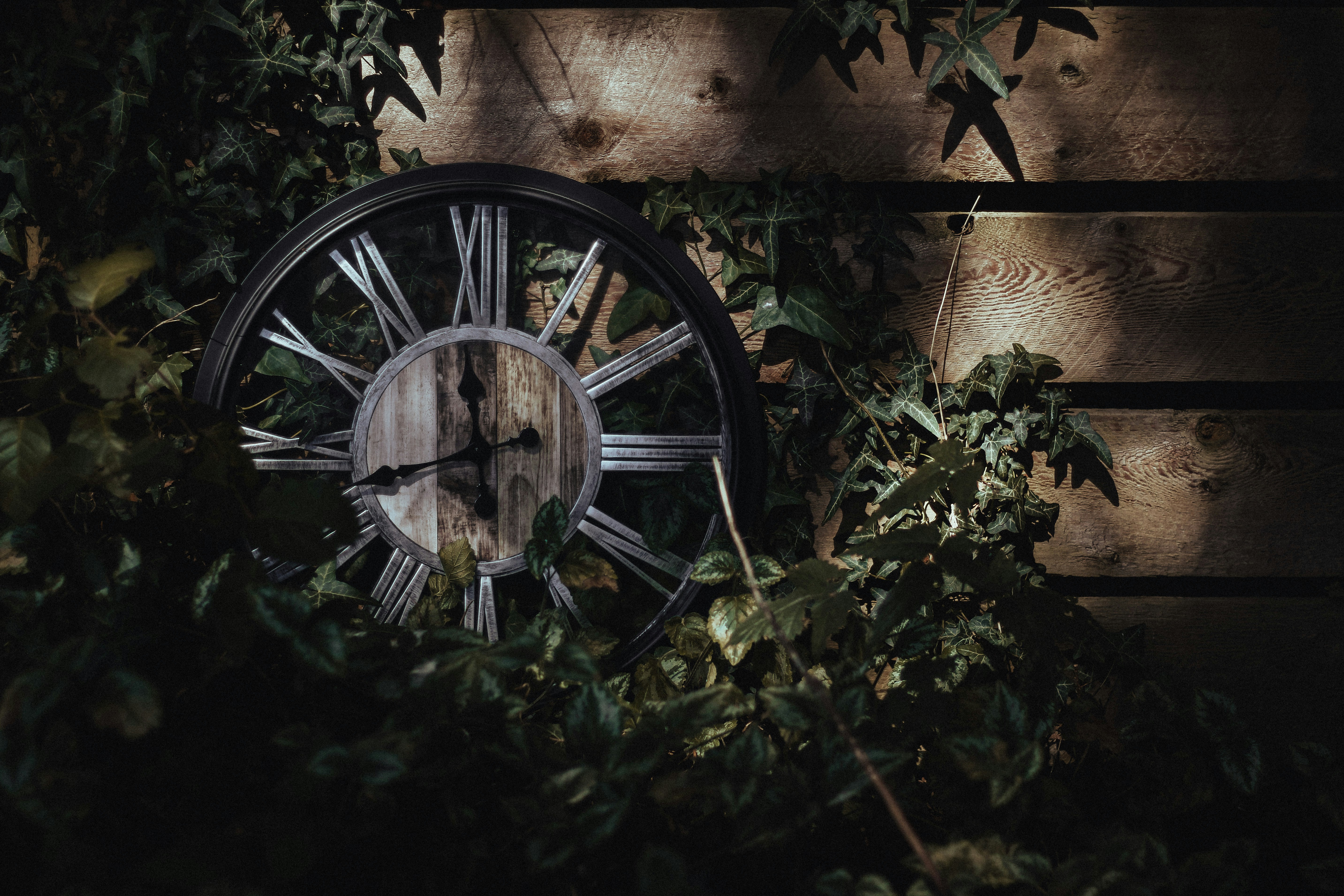 Antique clock partially obscured by lush ivy against a wooden backdrop. The interplay of light and shadow adds depth to the scene.