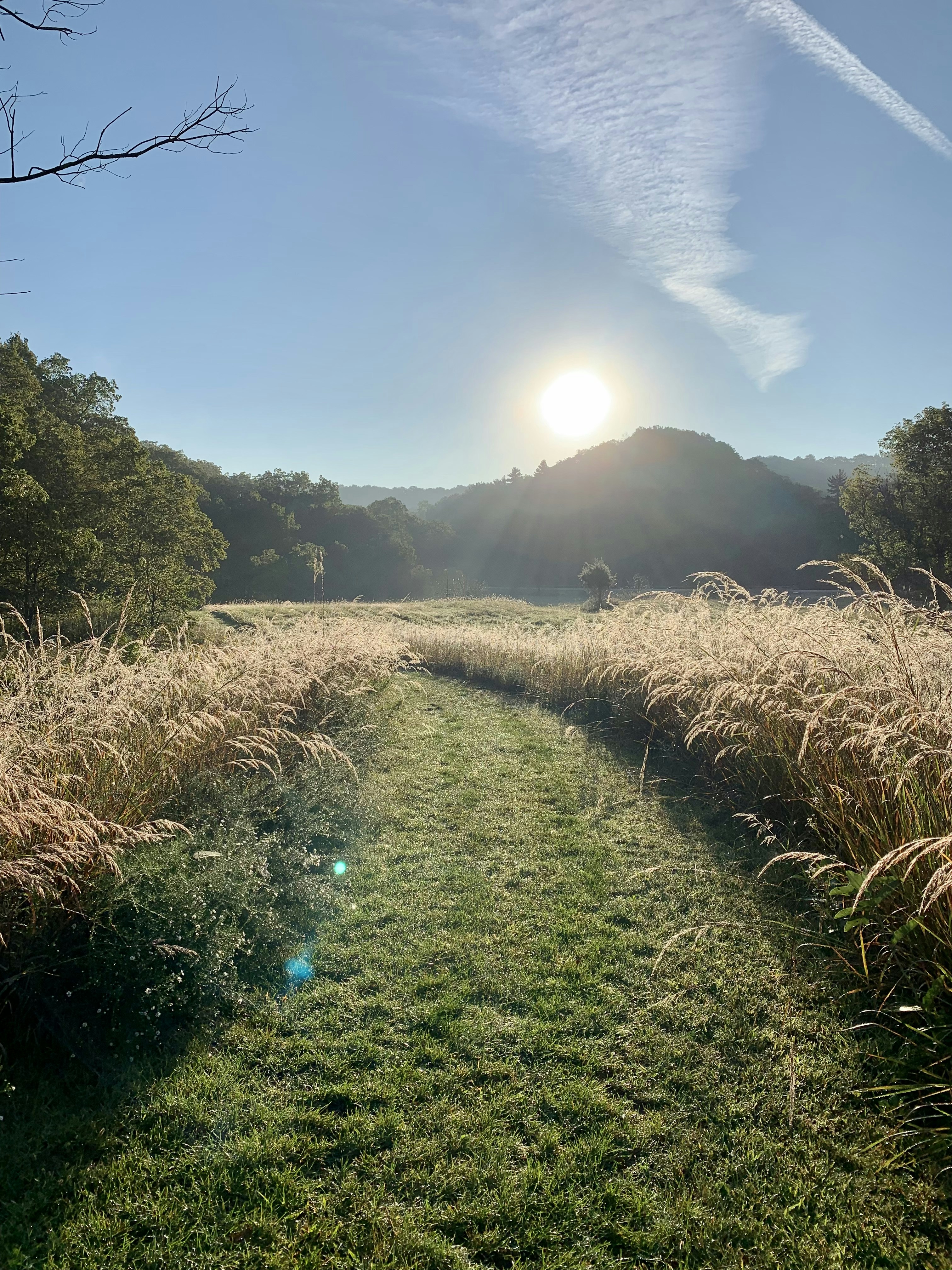 Sunlit Meadow Path Toward the Crest