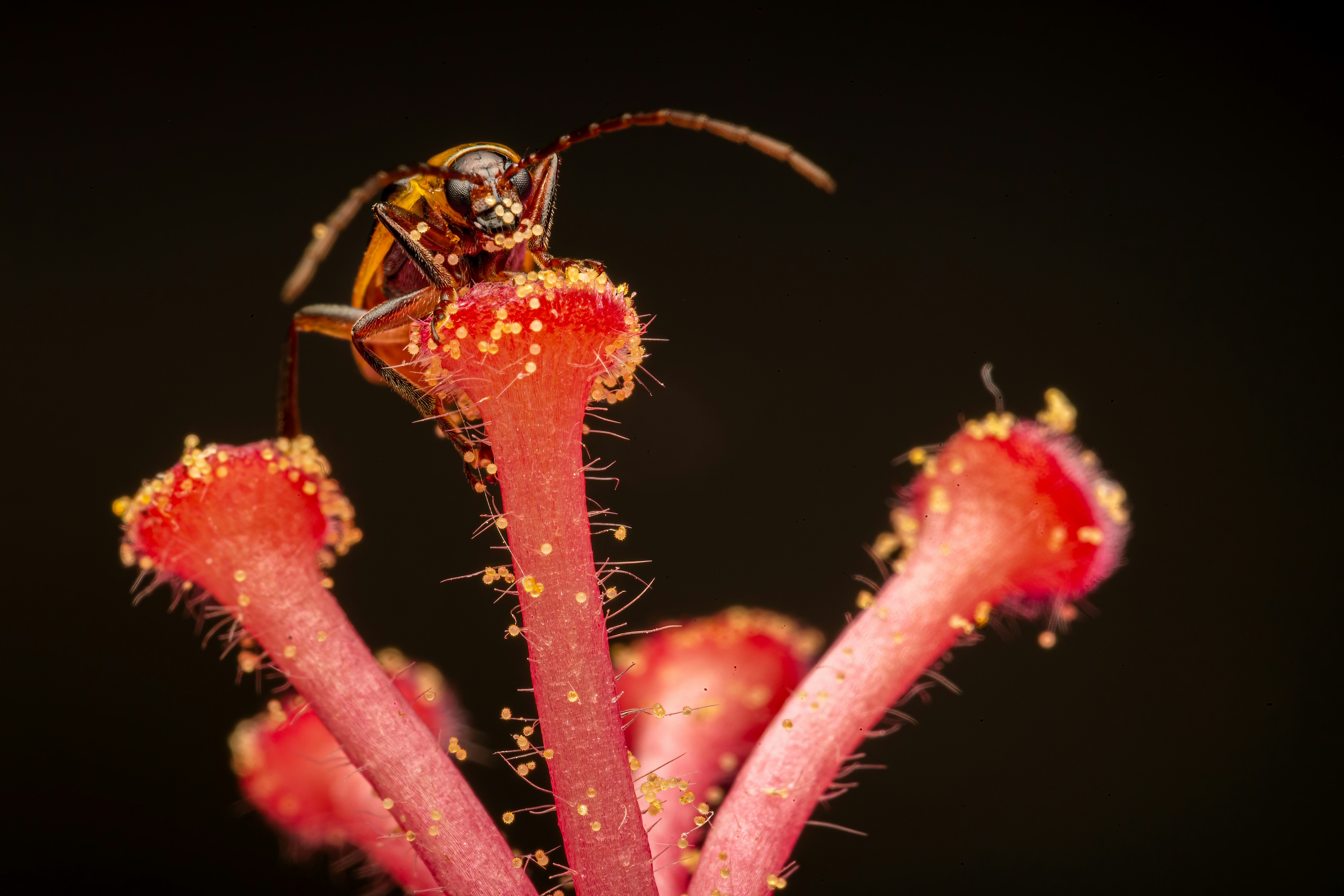 Crimson Stamen Crown: A Robed Flower Nurturing a Miniature Insect