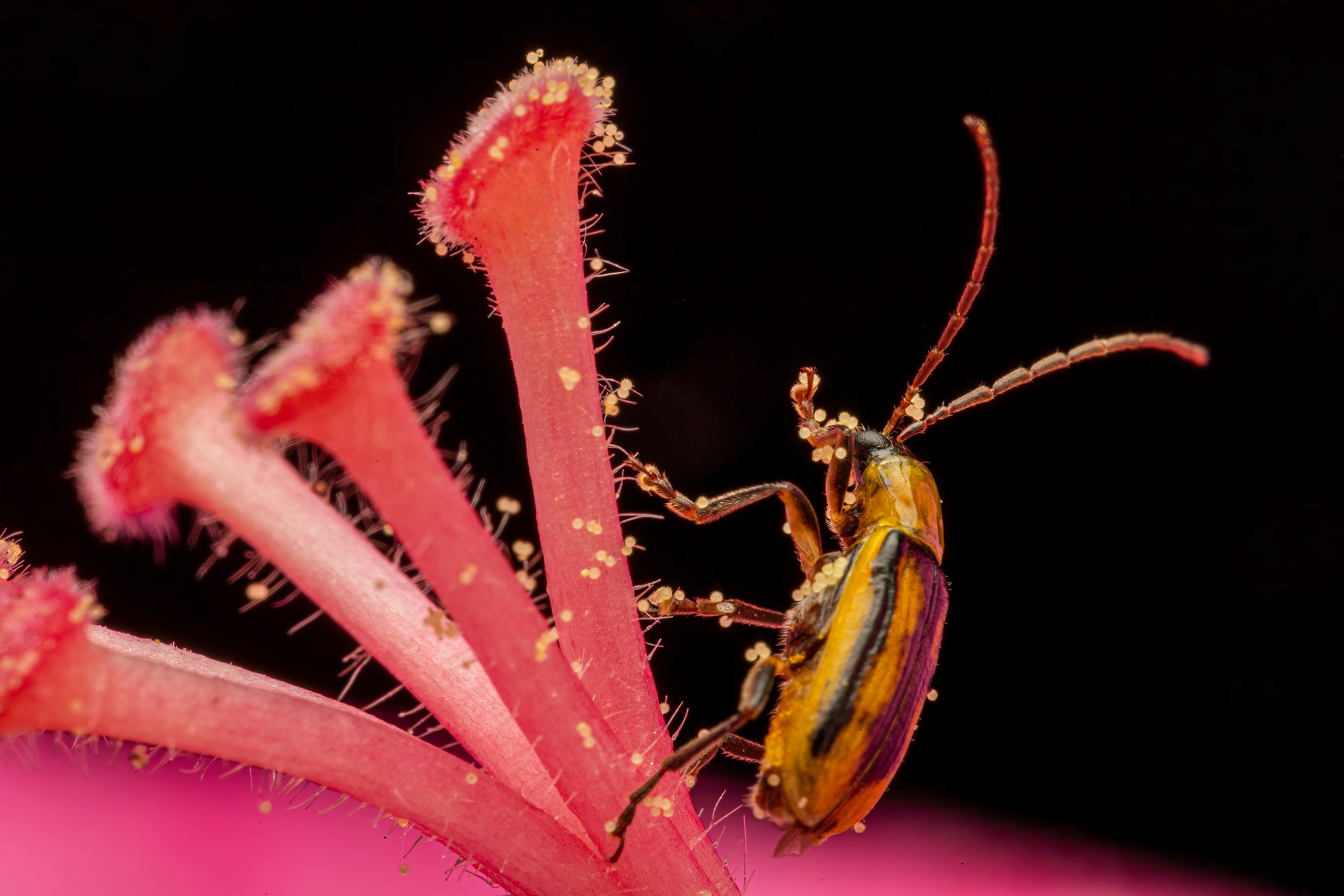 Tiny Beetle on Pink Corolla: A Detail of Color and Texture