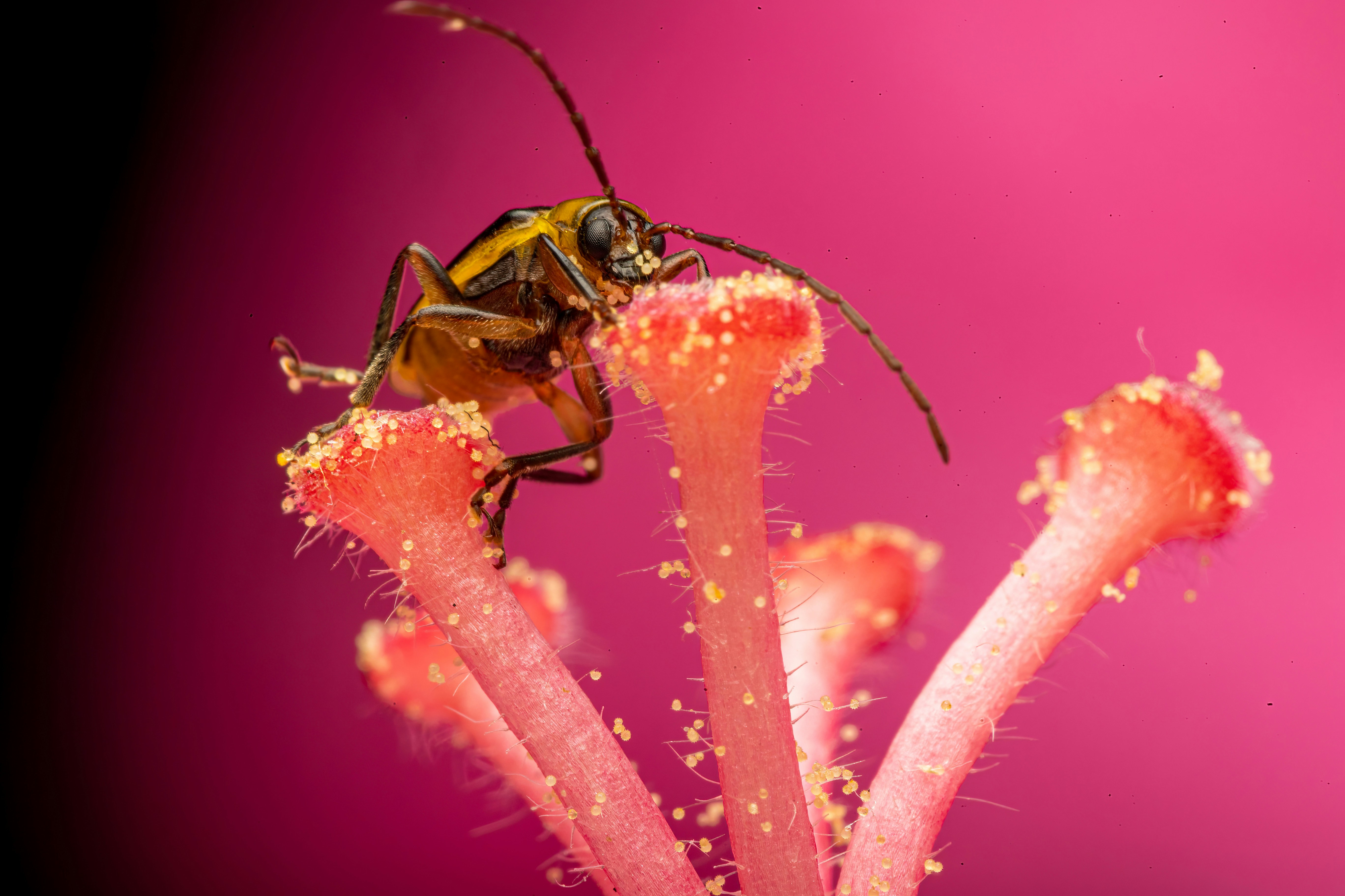 Close-up of a beetle perched on the delicate stamens of a flower, surrounded by vibrant pink hues and pollen grains.