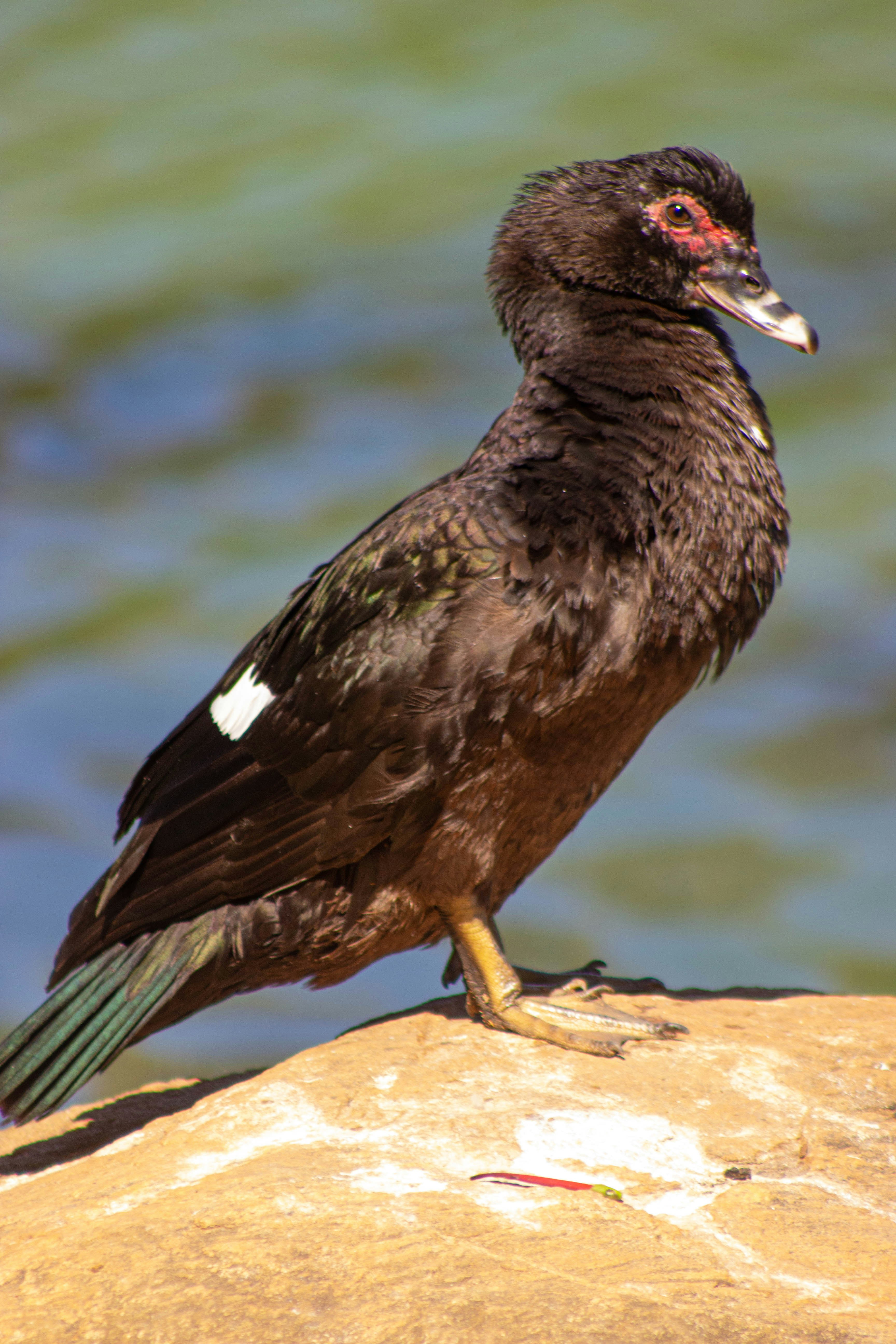 Perched on Warm Stone, a Melanistic Duck Scans the Shore