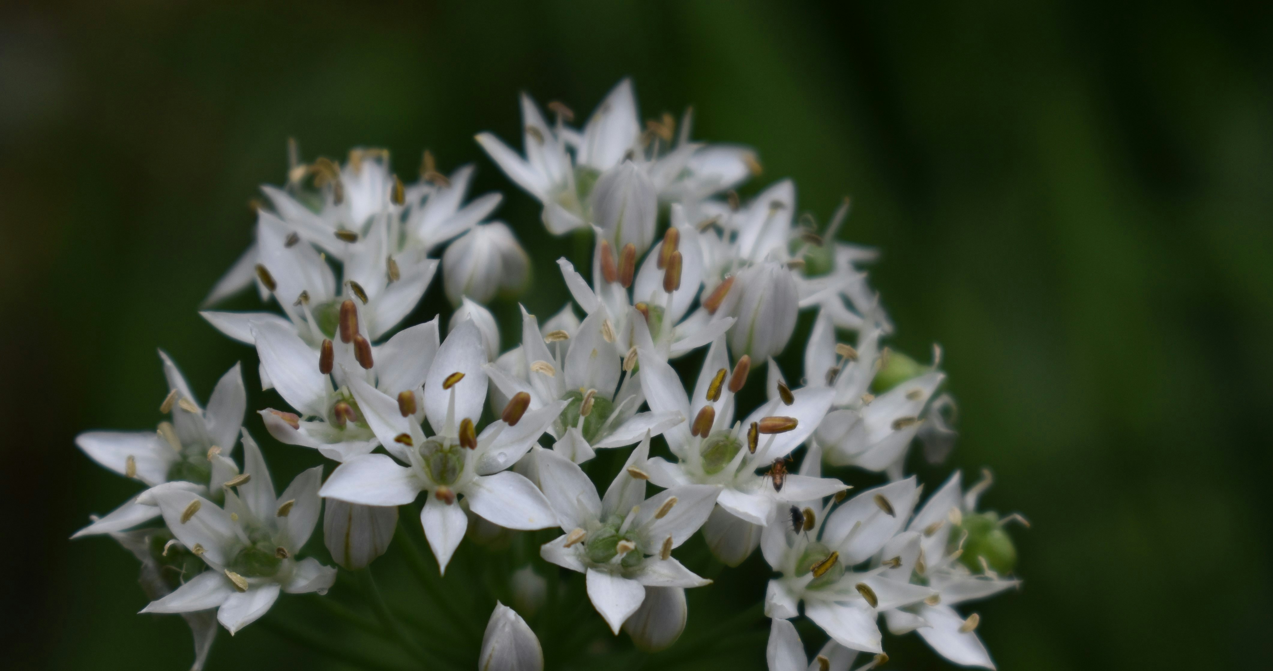 Cluster of delicate white flowers with subtle green accents, showcasing intricate details and natural beauty.
