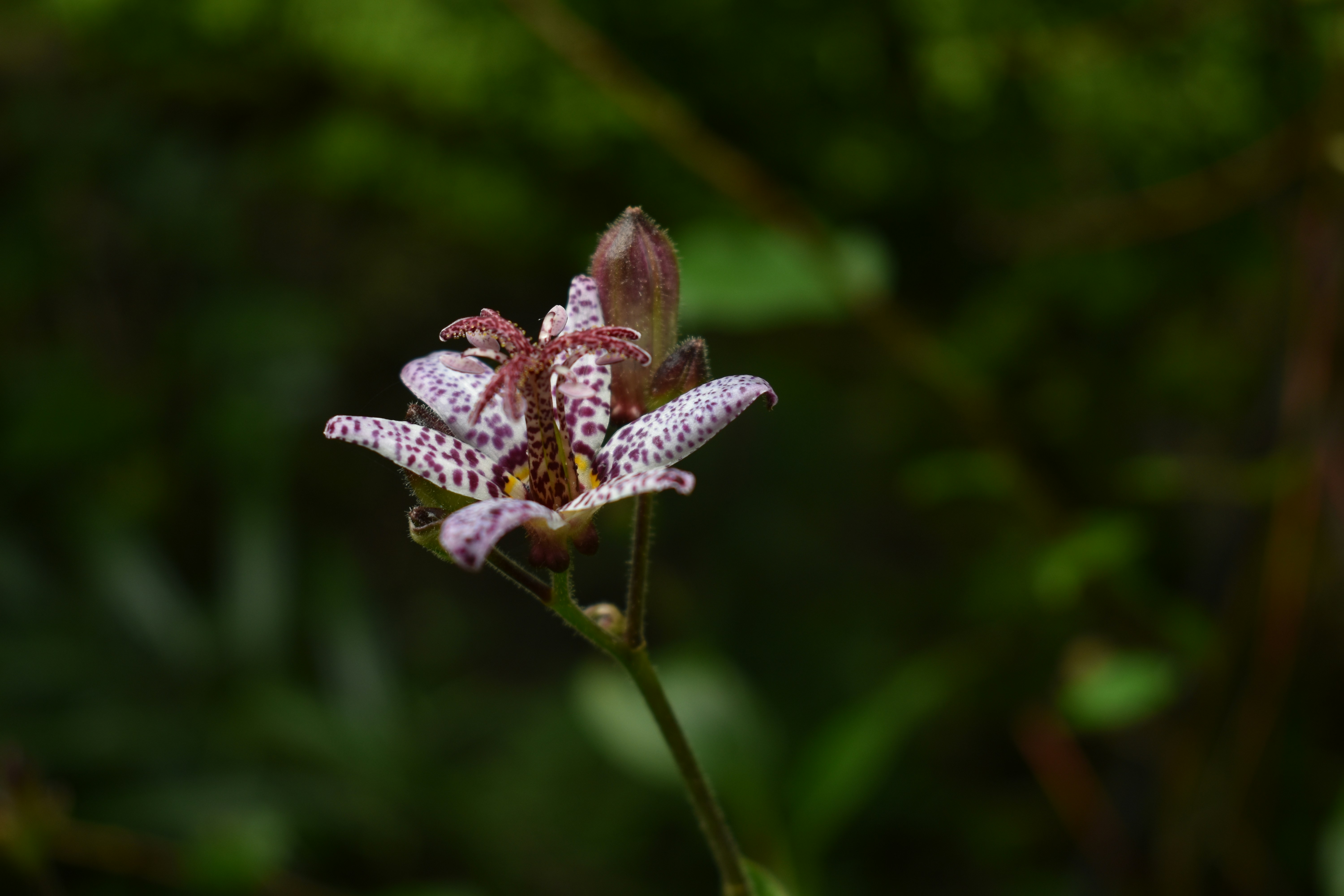 Spotted Orchid in Soft Backlight