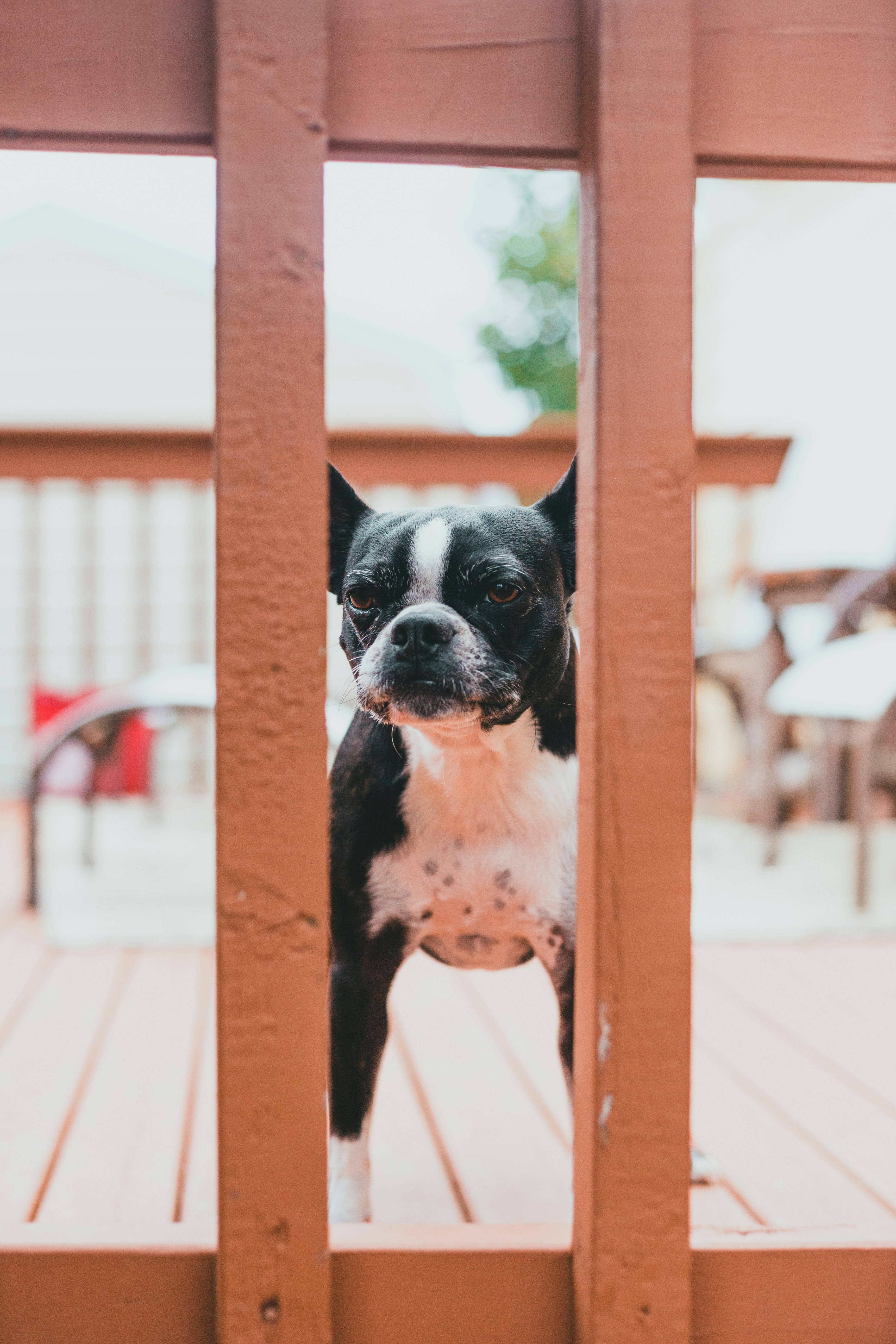 Between the Rails: a Boston Terrier Probes the Gaps