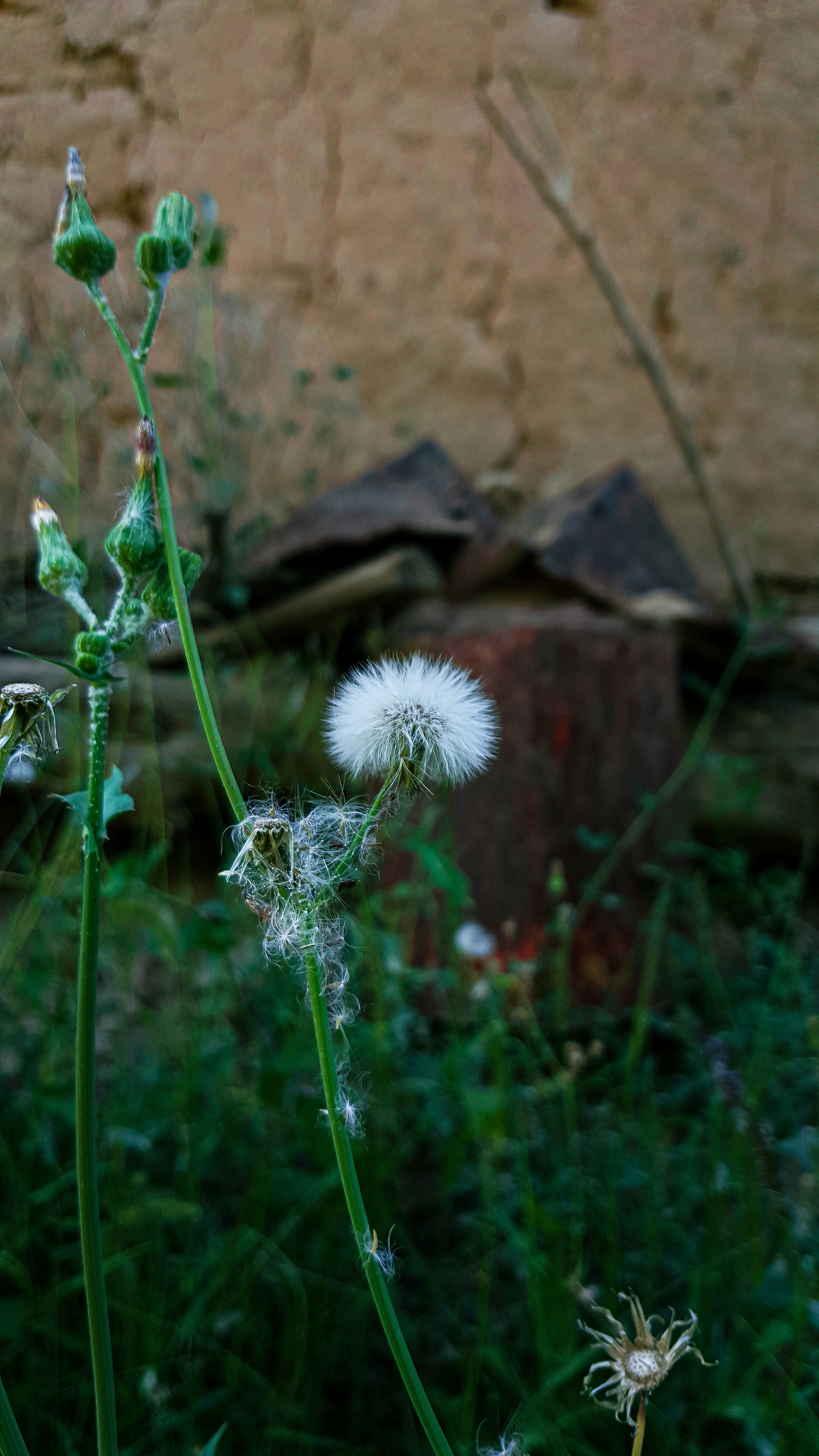 Dandelion Puff Against a Weathered Brick Backdrop