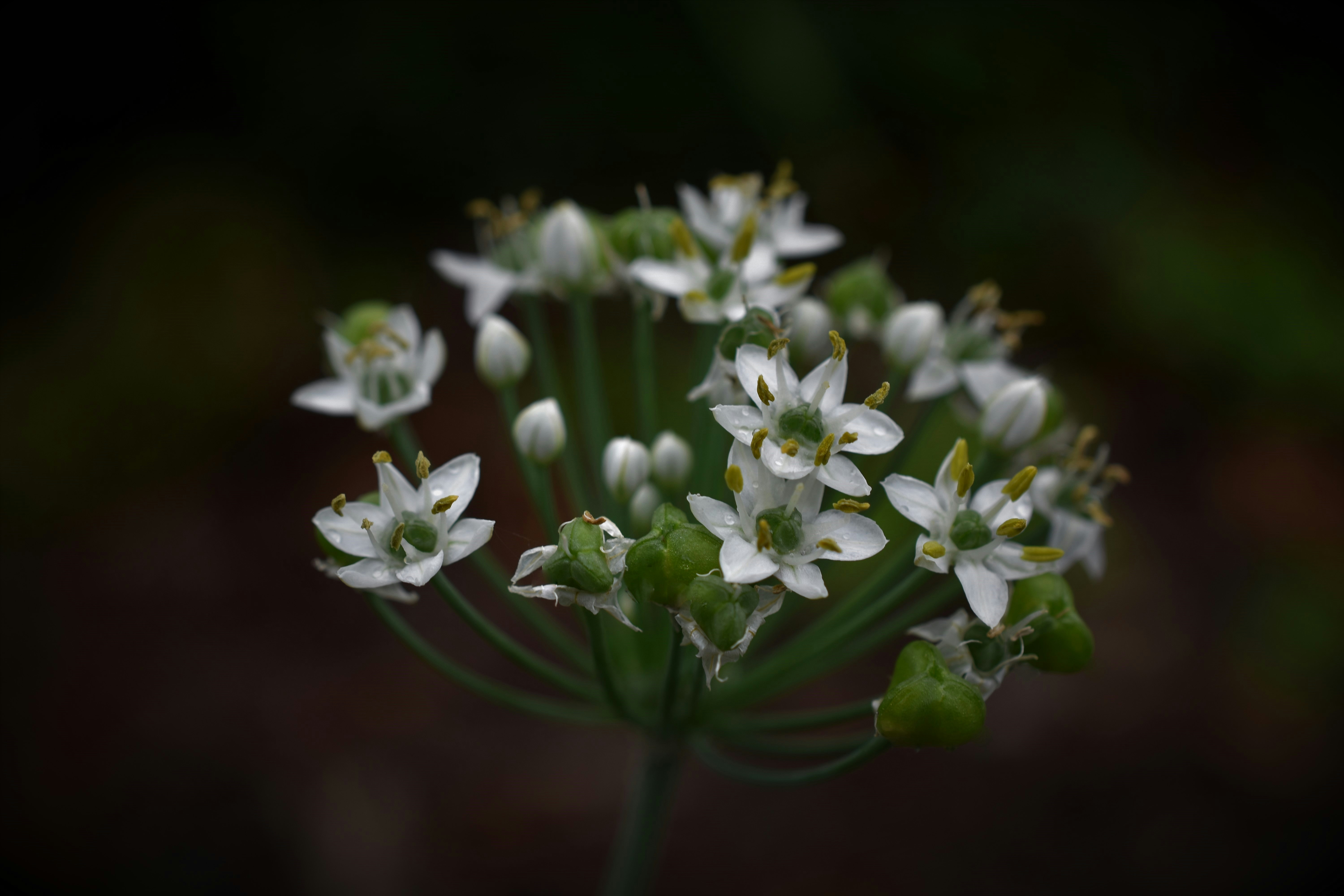 Cluster of small white flowers with green buds against a dark background, showcasing intricate details and textures.