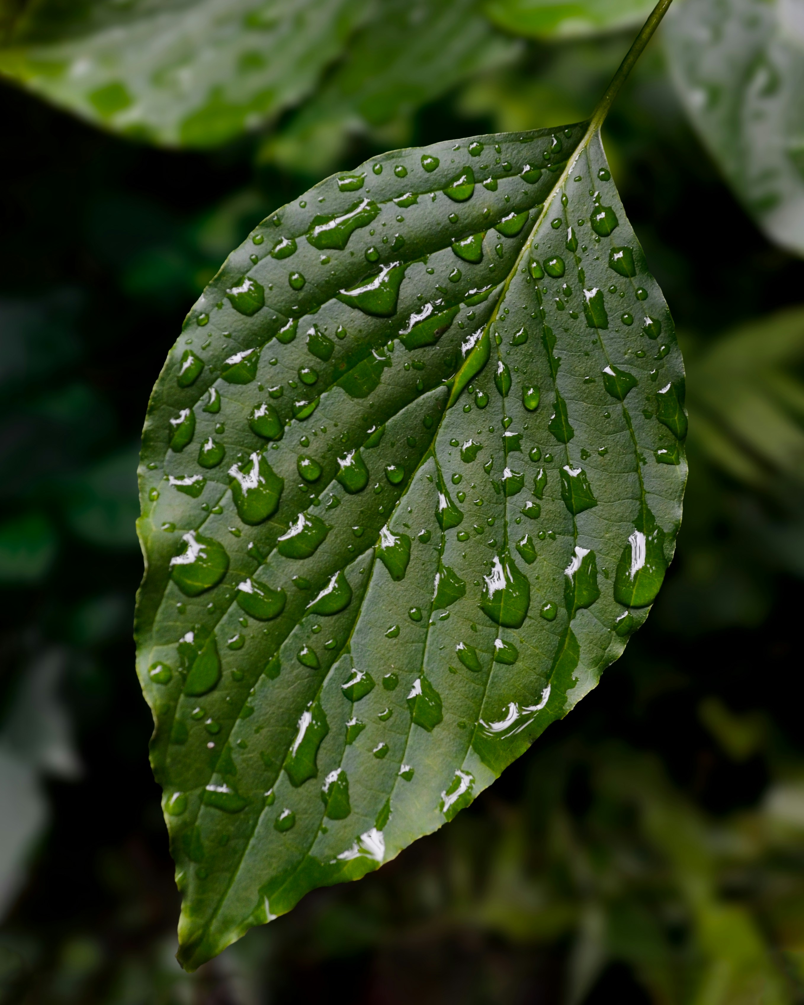 999+ Wet Leaf Pictures | Download Free Images on Unsplash
