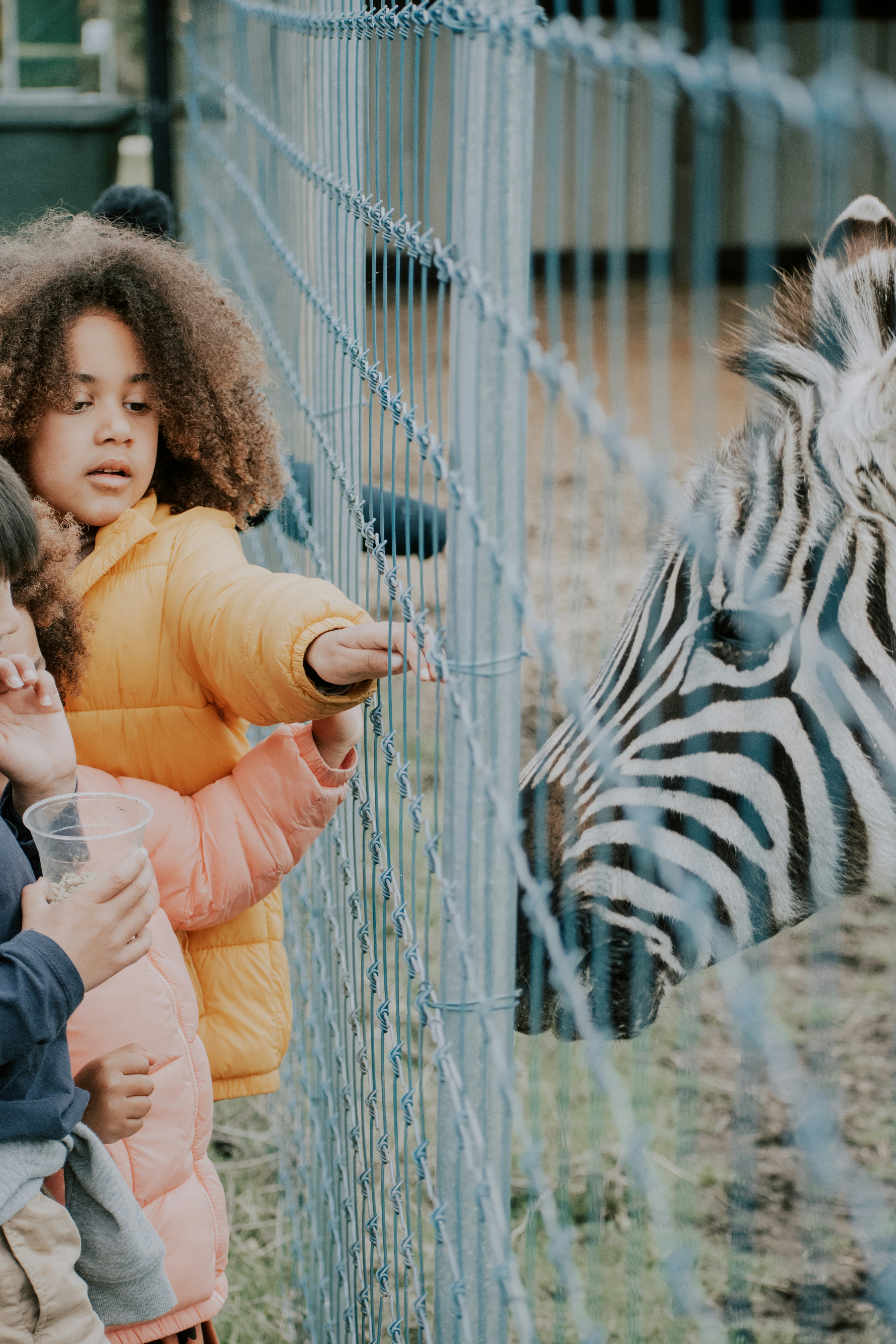 Through the Wire: A Child Reaches for a Zebra's Gaze