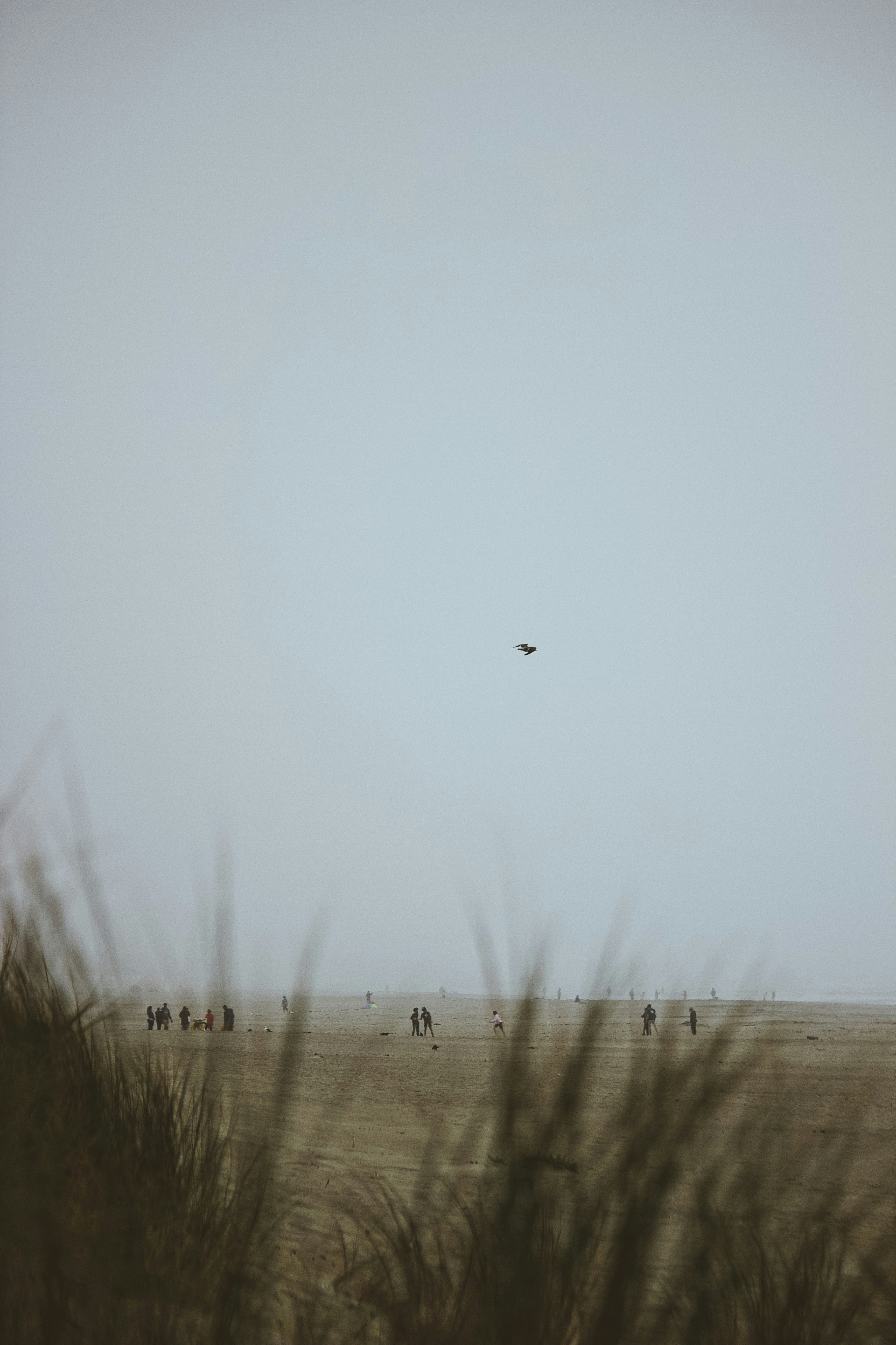 Lone Bird over a Quiet Dune Horizon