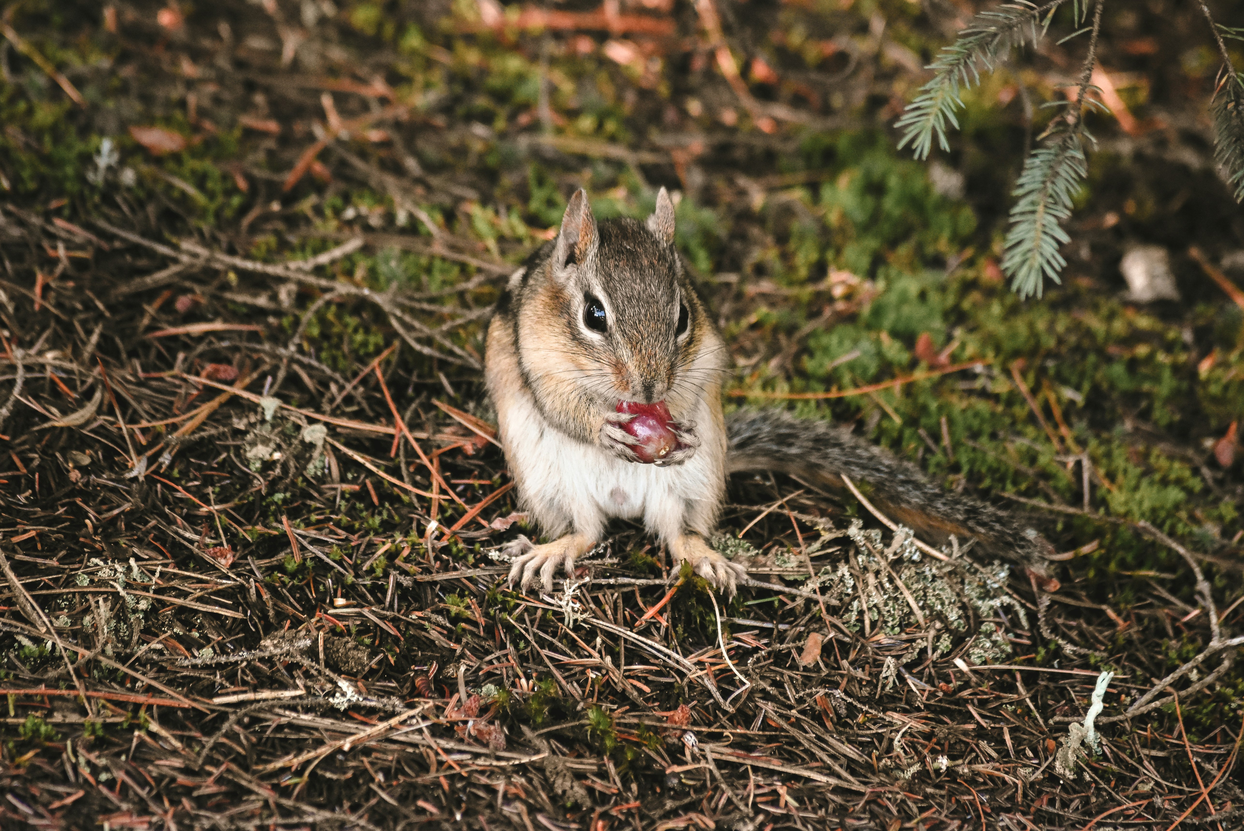 Nibbling in the Needlebed: A Chipmunk's Forest Snack