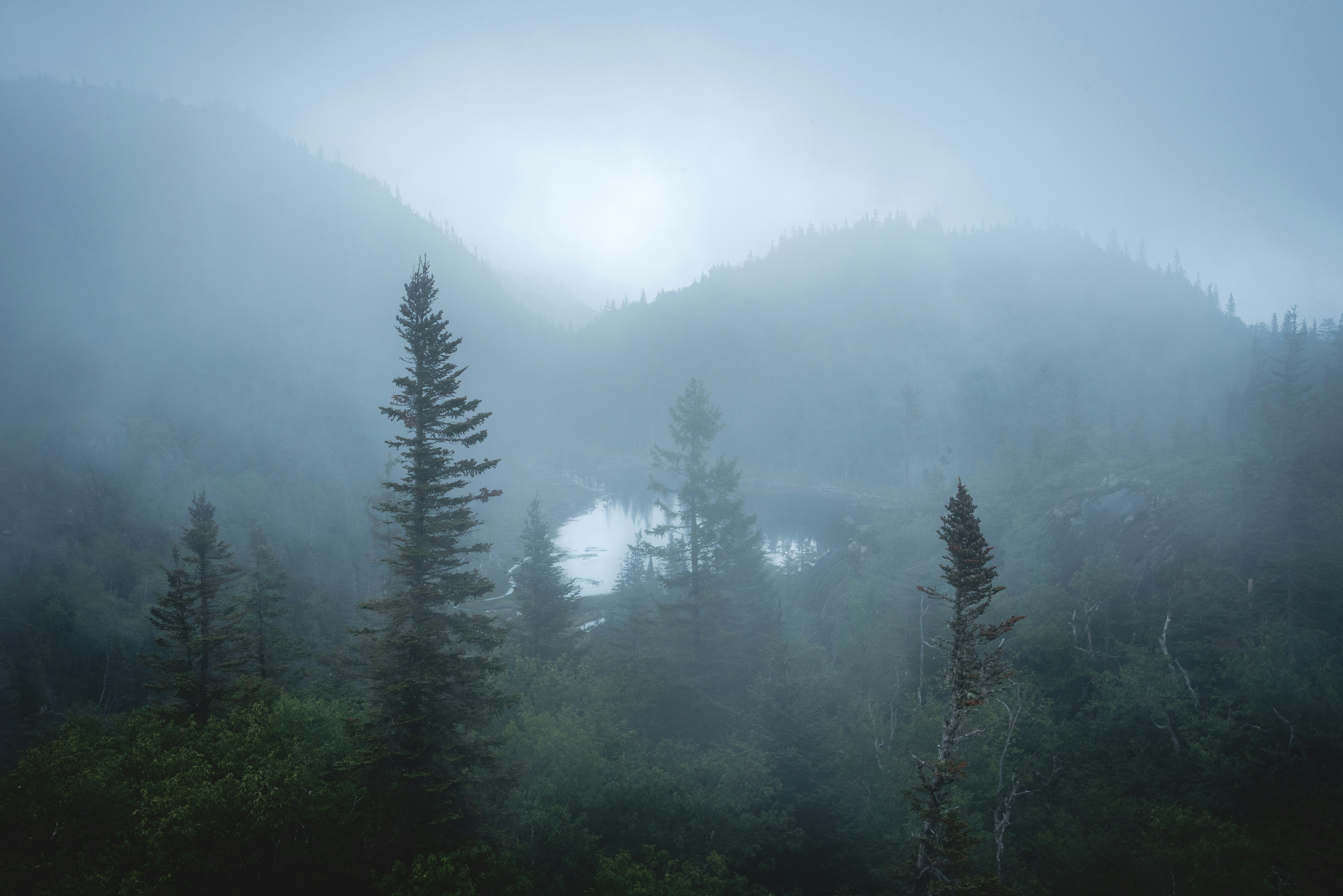 Fog envelops evergreen trees and a hidden pond in a tranquil mountain landscape.