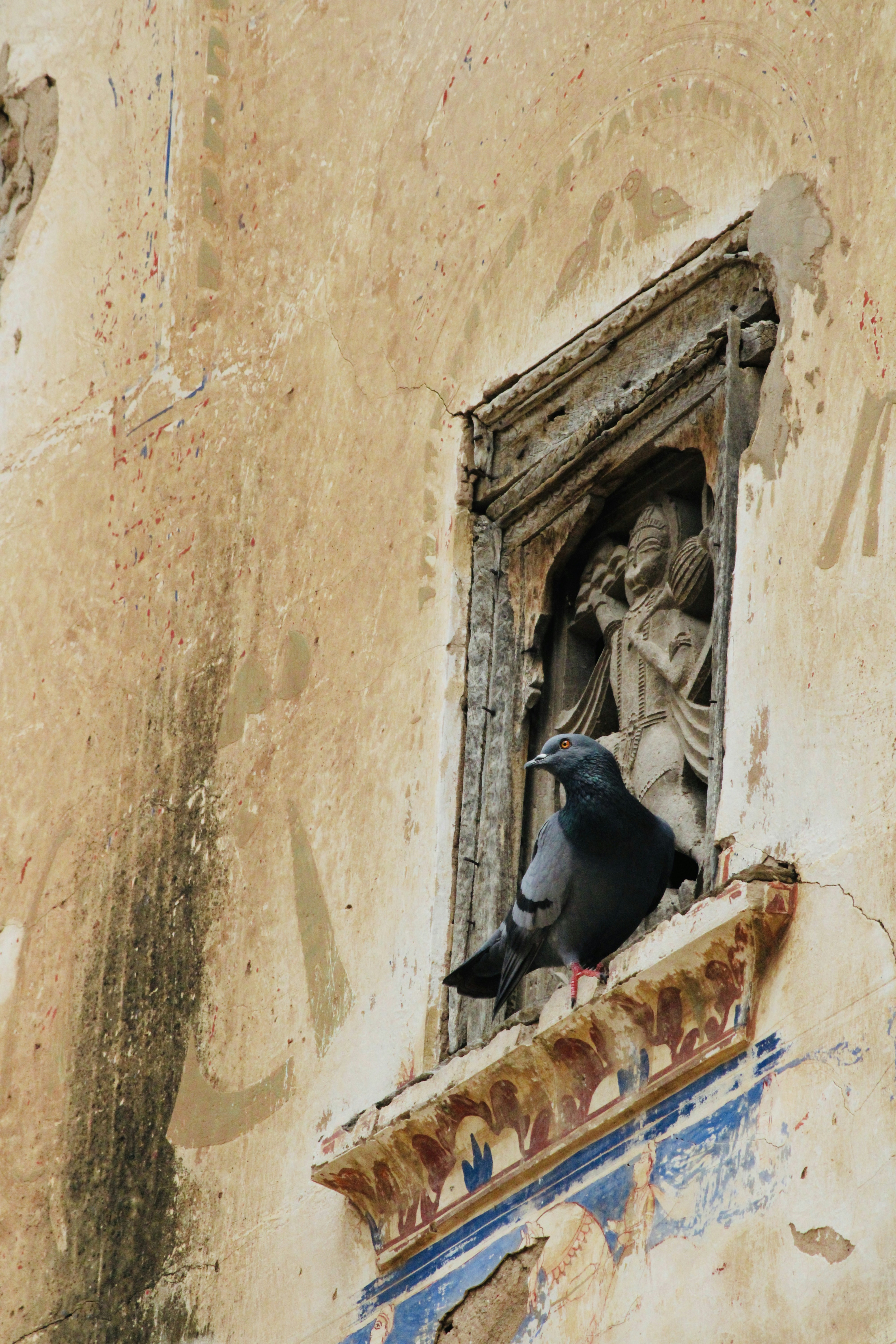 Pigeon Perch on a Weathered Window Sill