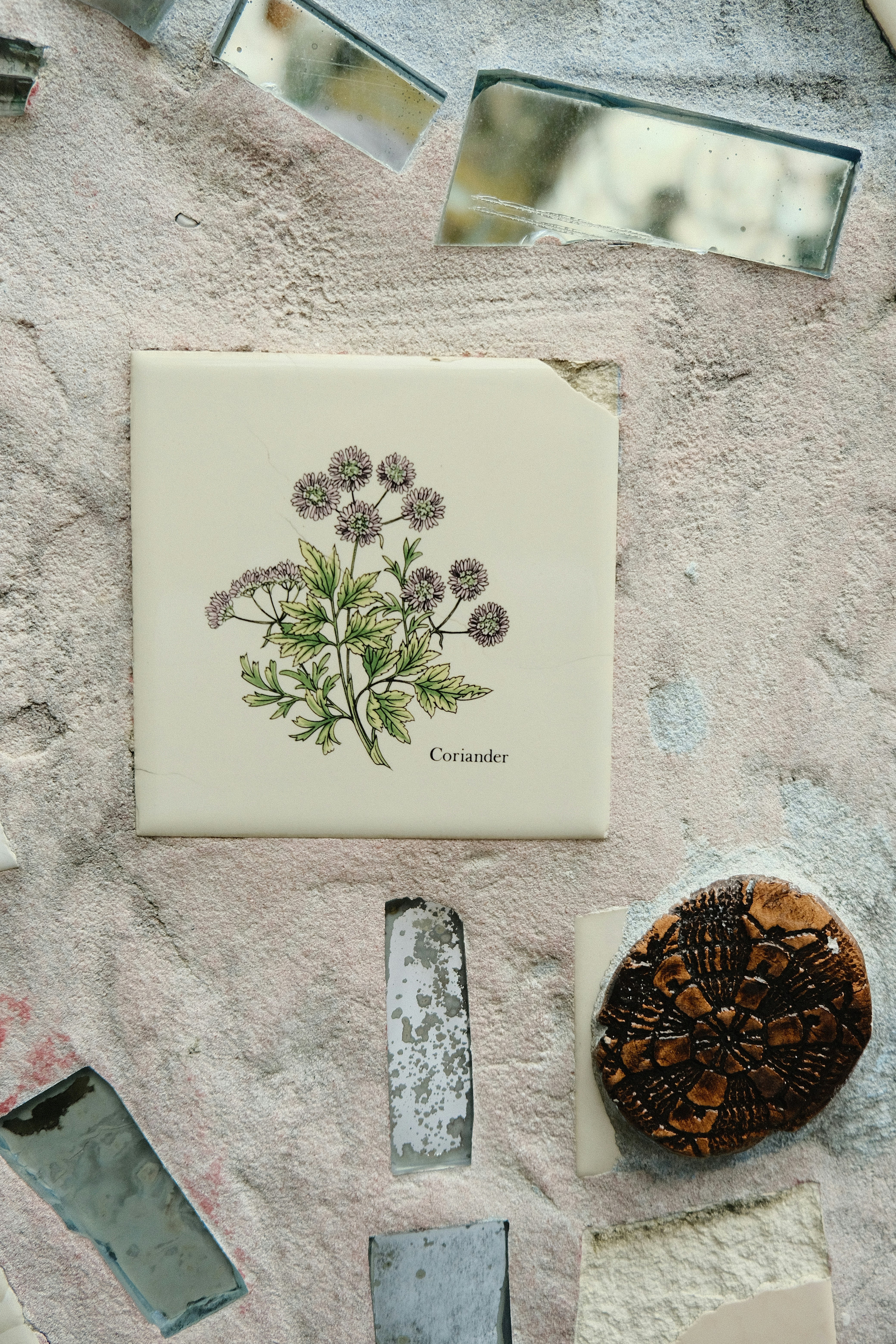 Coriander on a Powdered Tile: A Quiet Still-Life on a Weathered Wall
