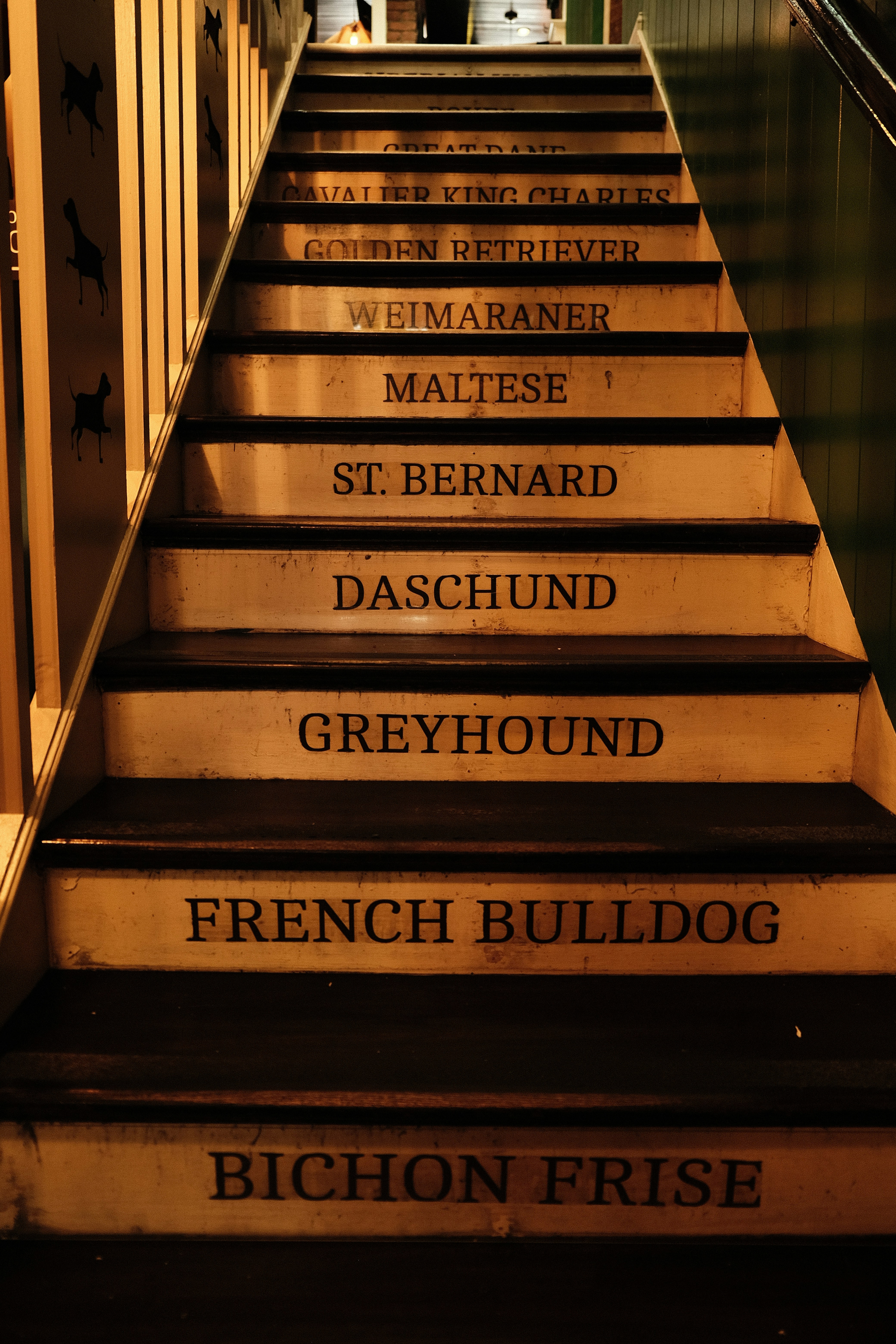 Stairway of Breeds: A Stepwise Gallery of Canine Names
