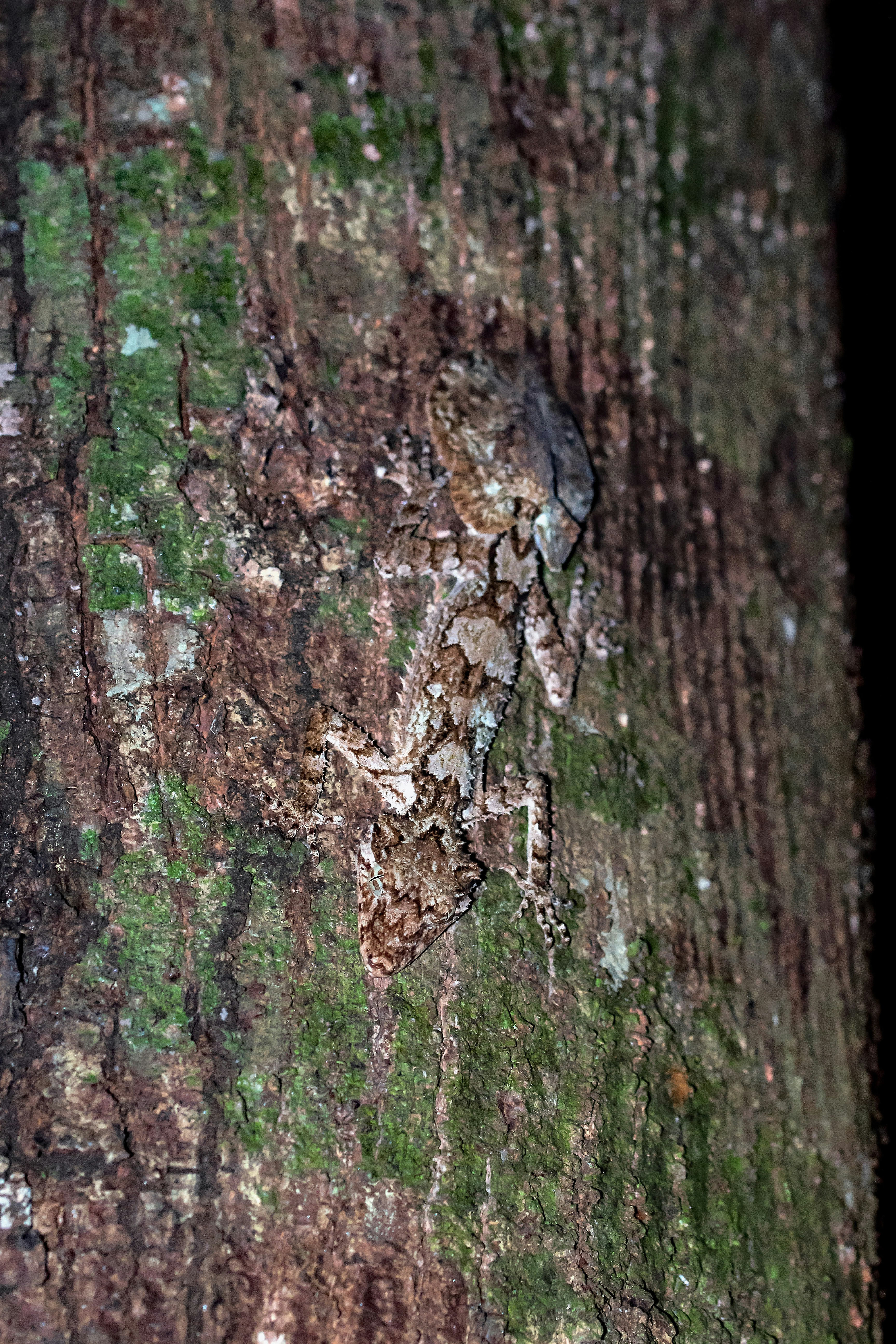 A lizard seamlessly blending into the textured bark of a tree, showcasing its remarkable camouflage abilities. The intricate patterns of both the lizard and the tree create a striking visual harmony.