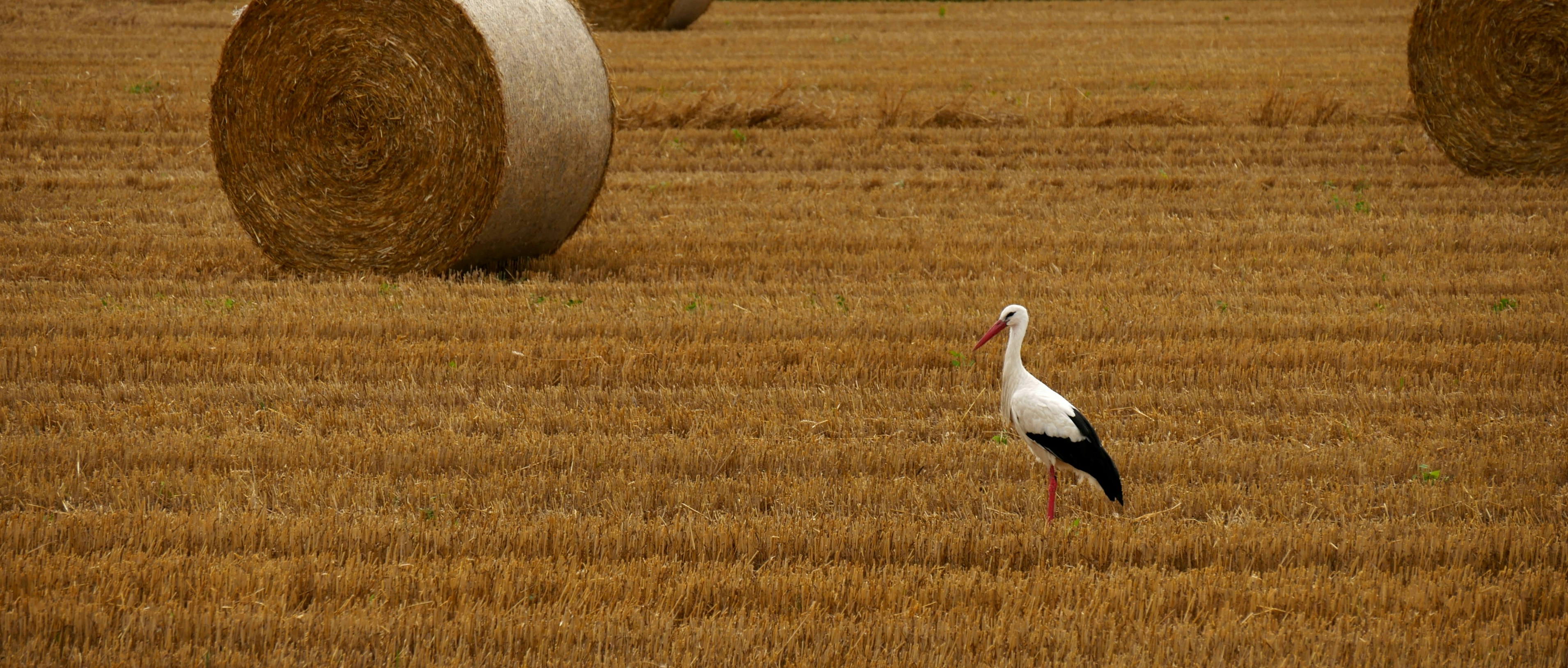 stork on a straw field