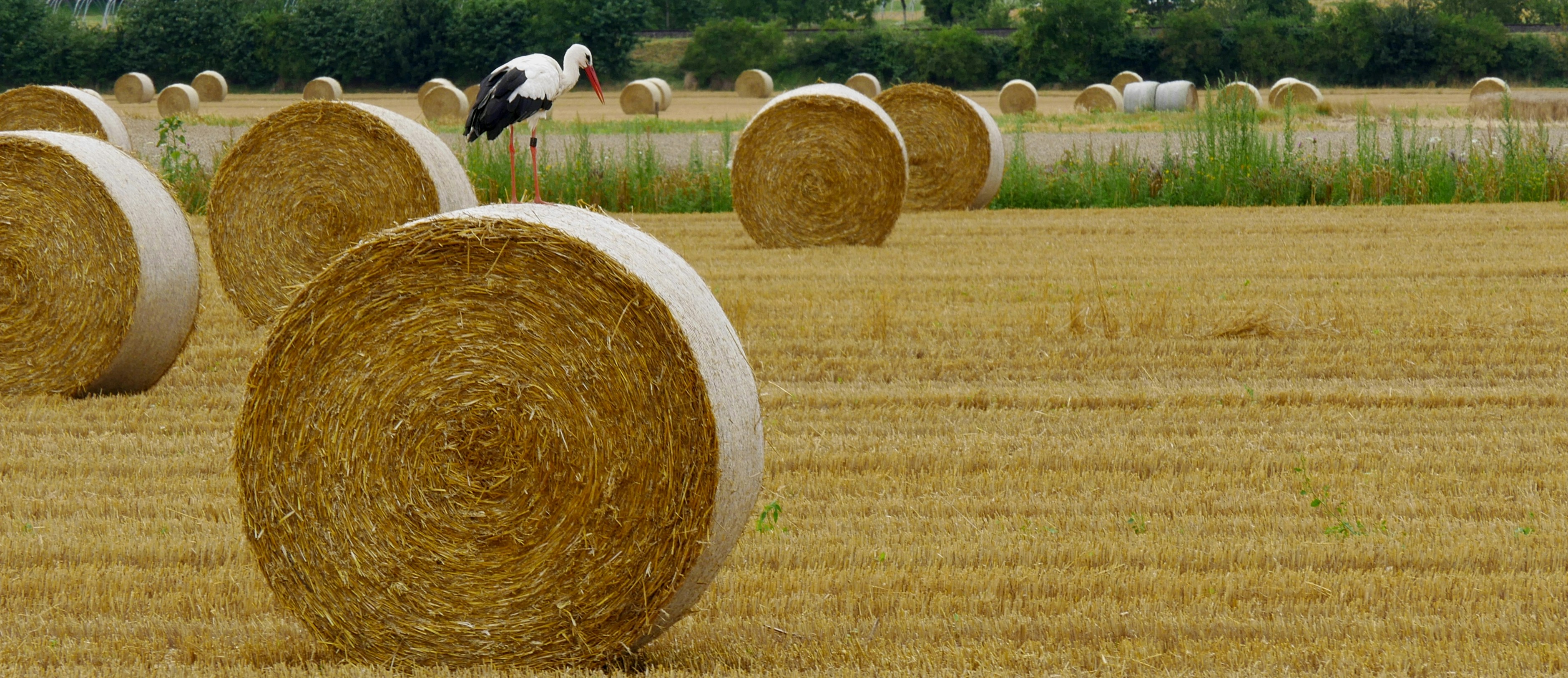 Silent Sentinel Among the Hay Bales