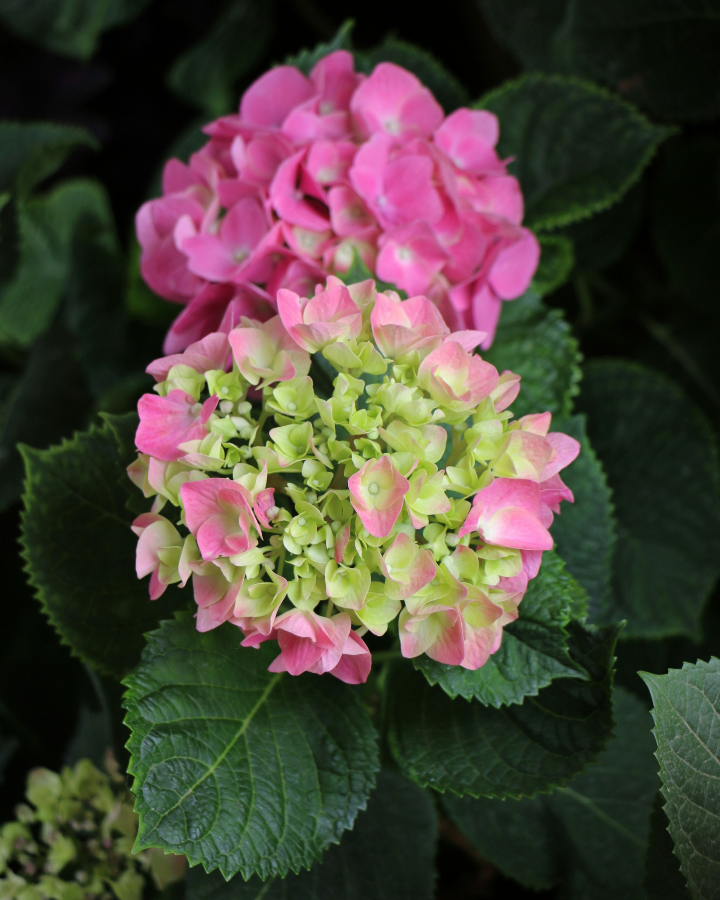 Kosar Talei (@kosartalei) | Unsplash 사진 커뮤니티